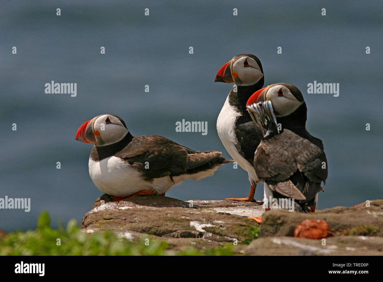 Sand lance fish hi-res stock photography and images - Alamy