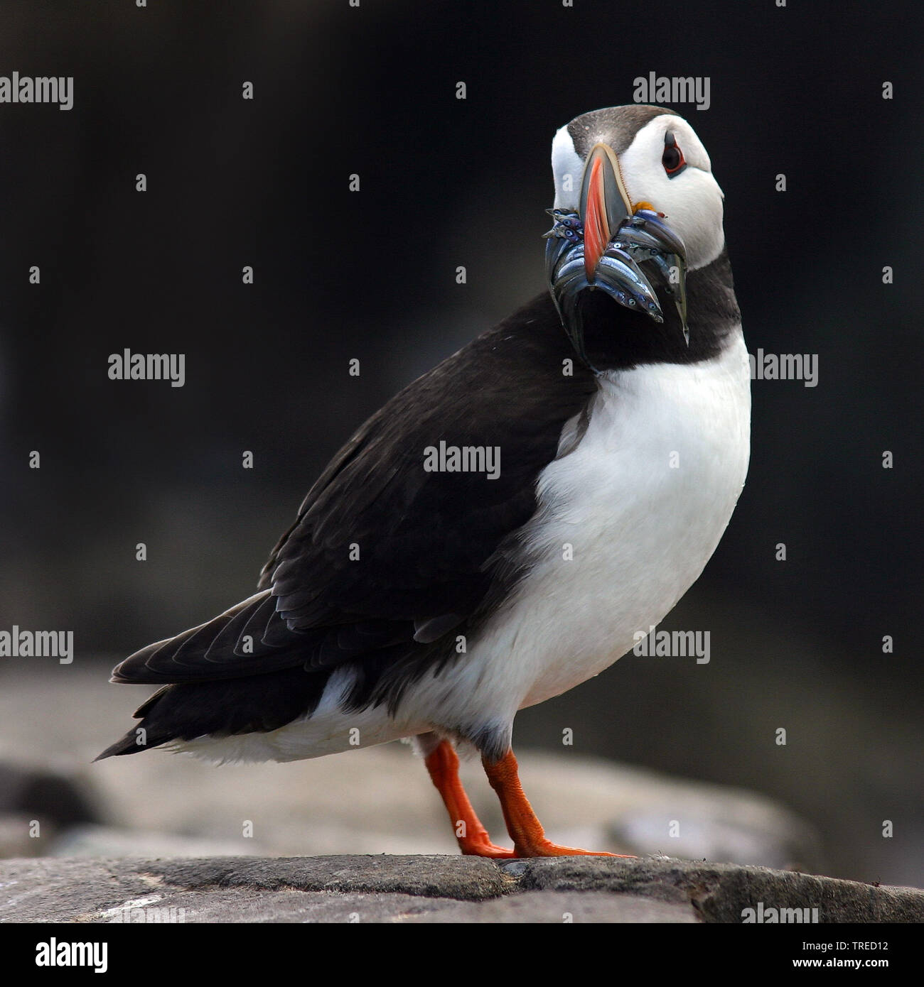 Sand lance fish hi-res stock photography and images - Alamy