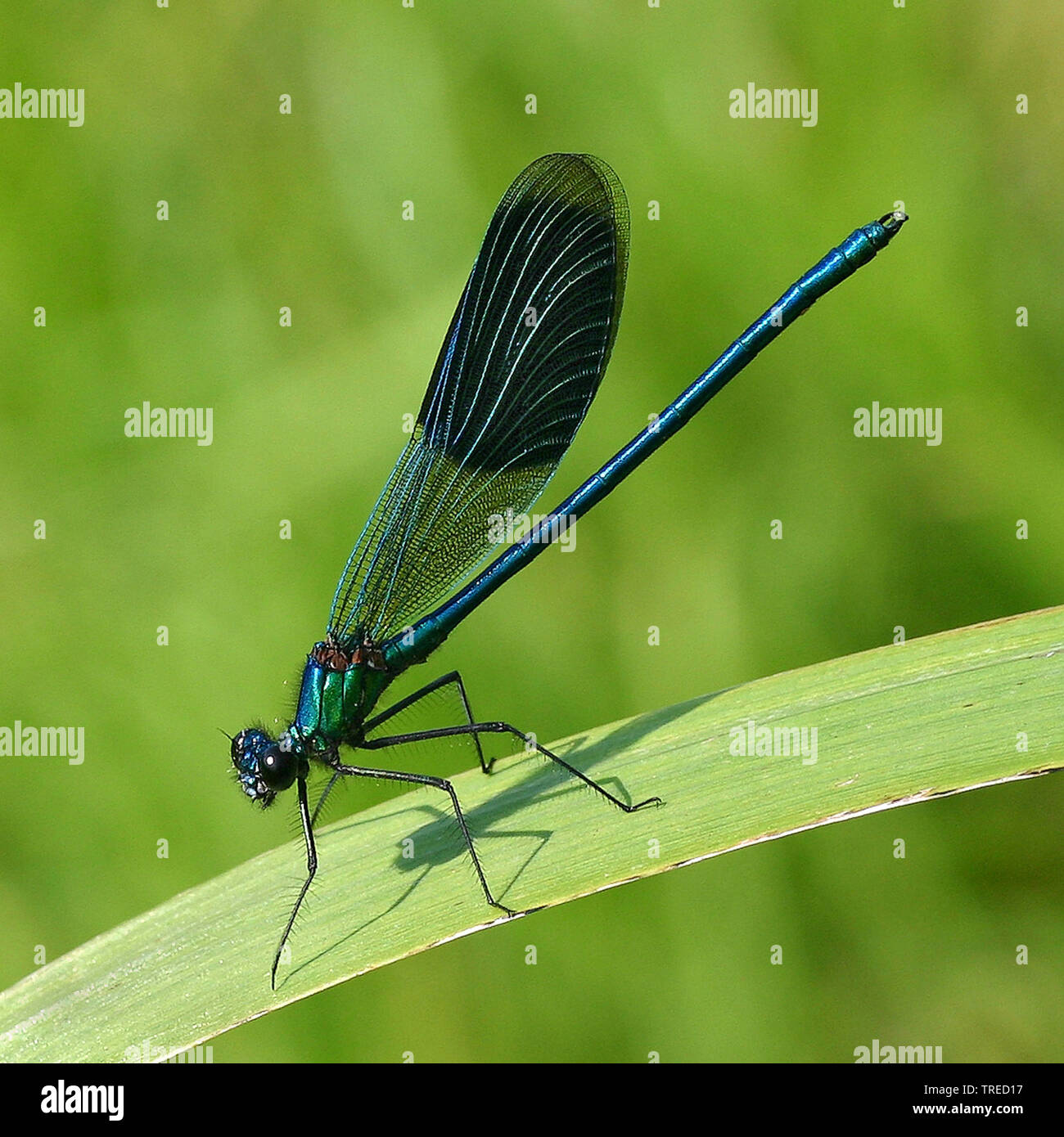banded blackwings, banded agrion, banded demoiselle (Calopteryx ...