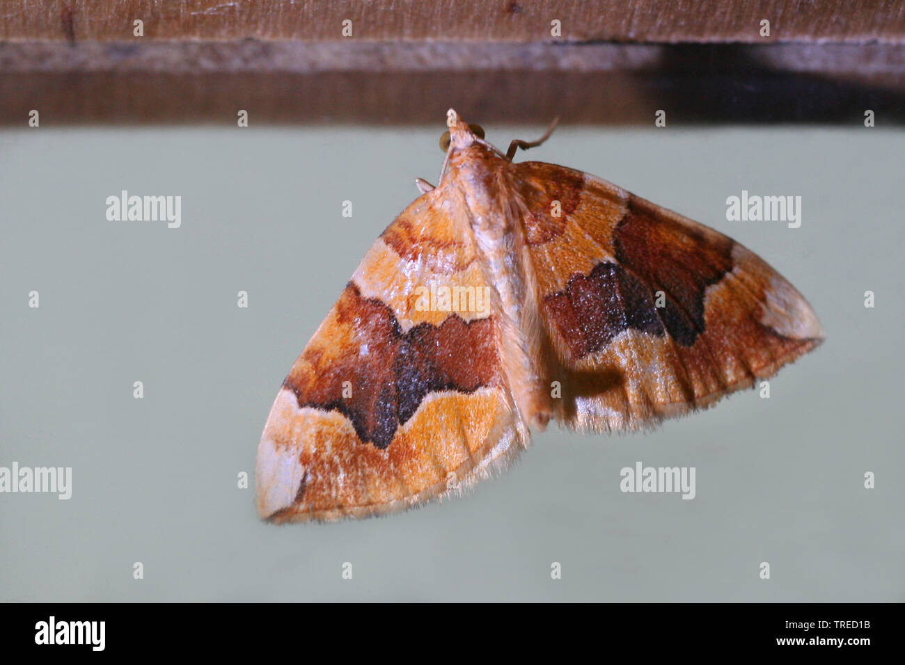 Barred yellow moth hi-res stock photography and images - Alamy