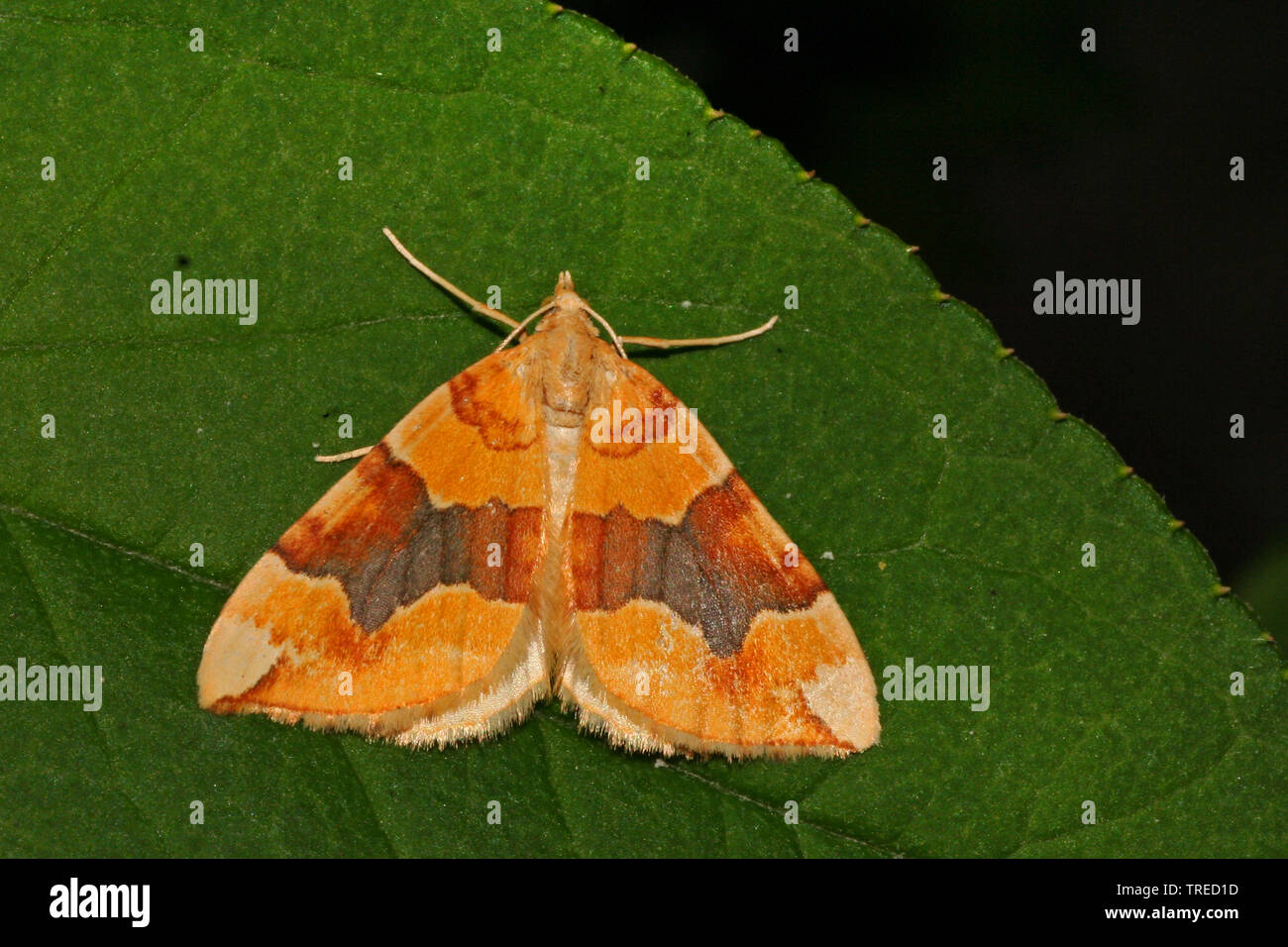 Barred yellow moth hi-res stock photography and images - Alamy