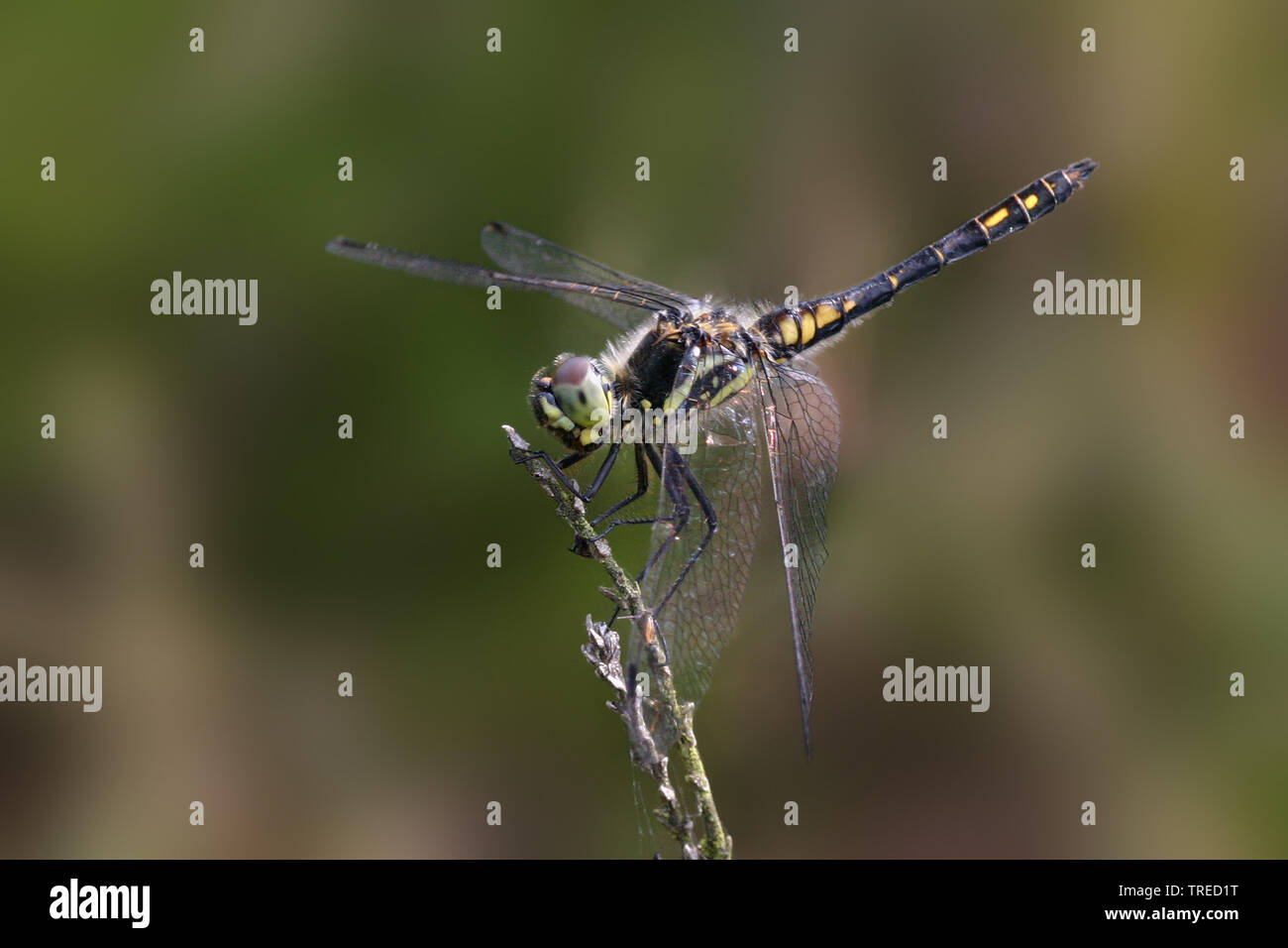 black sympetrum, black darter (Sympetrum danae), male, side view ...