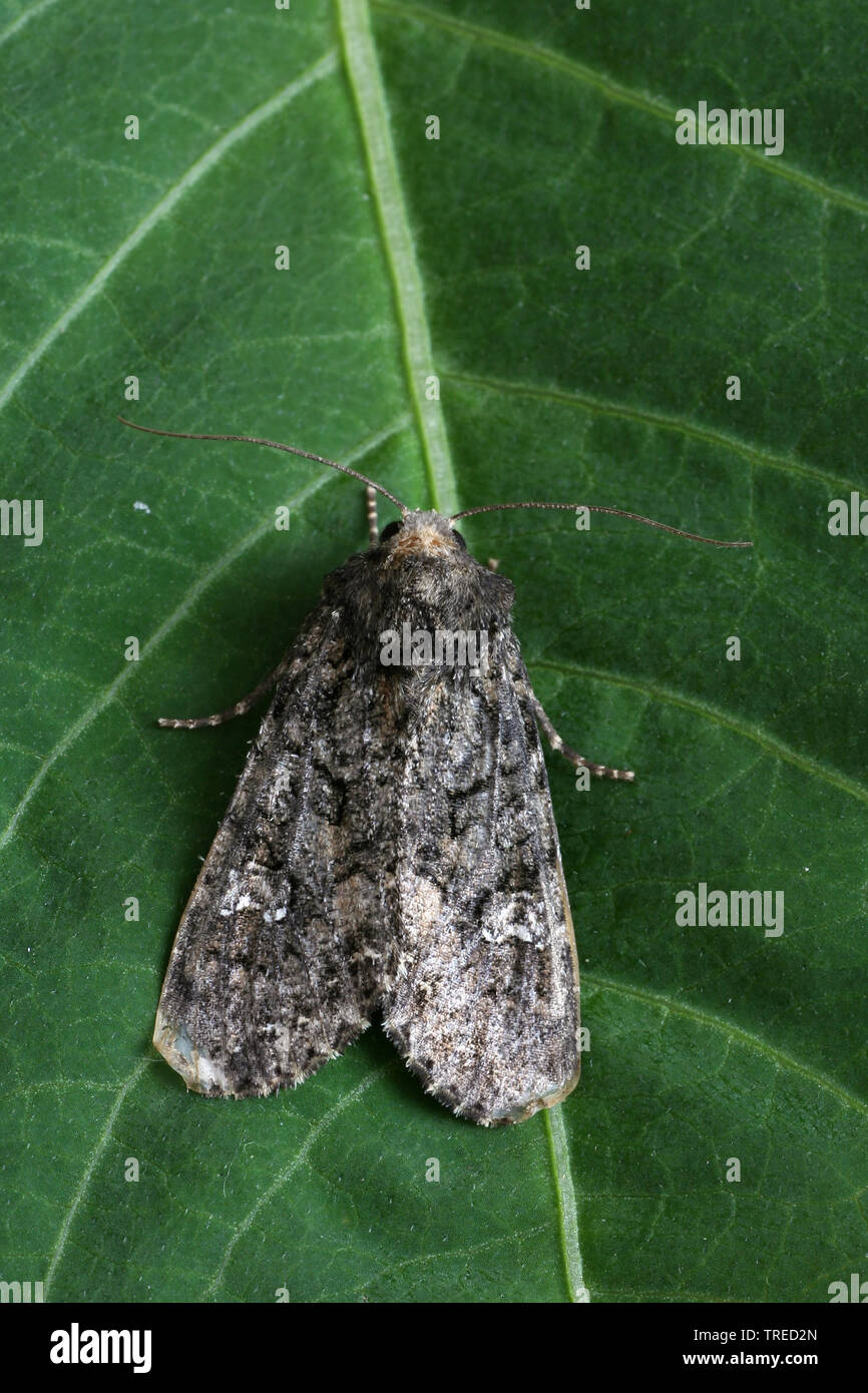 Cabbage moth hi-res stock photography and images - Alamy