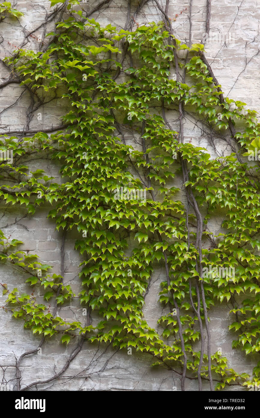 Ivy damage to walls hi-res stock photography and images - Alamy