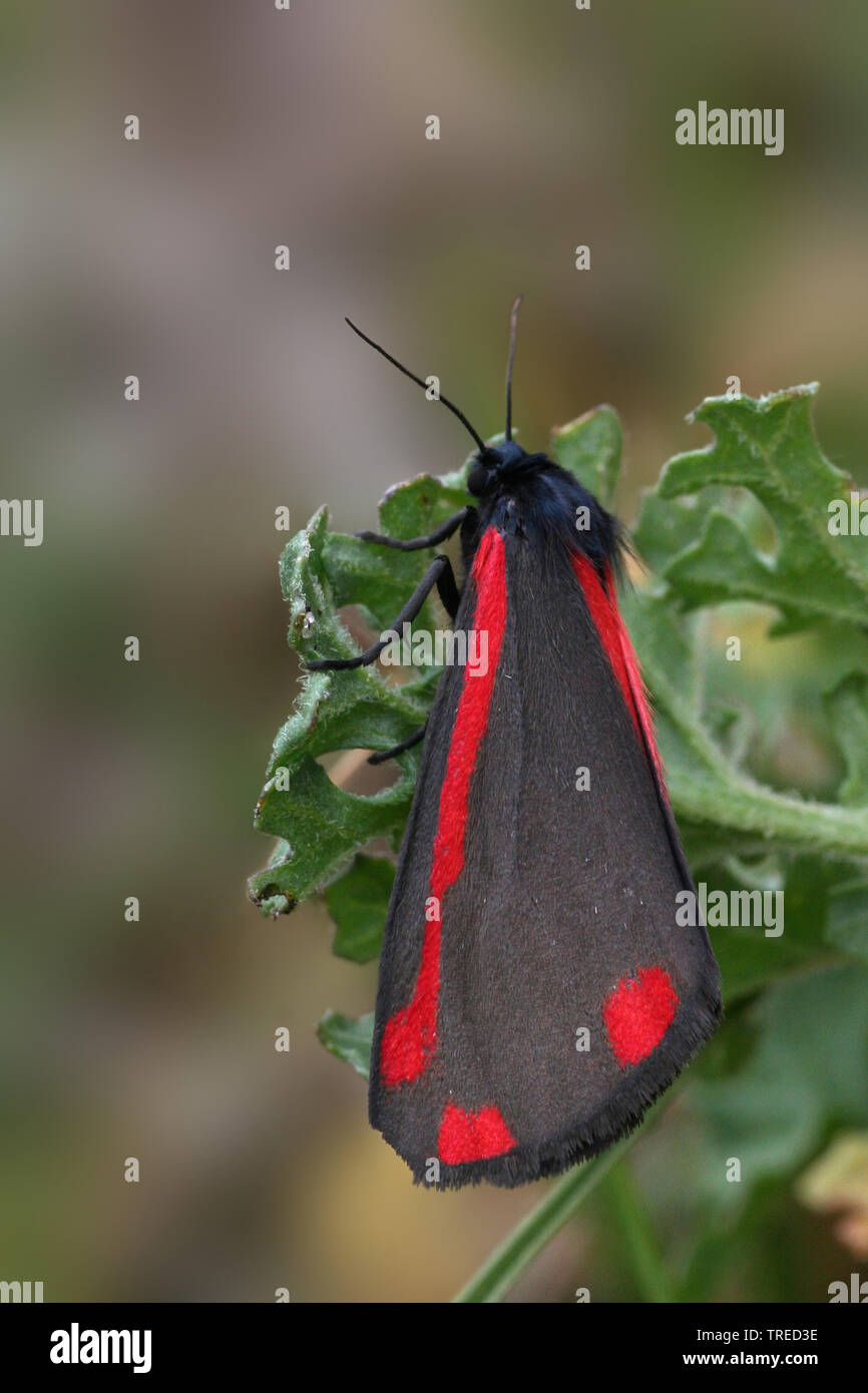 Cinnabar moth (Tyria jacobaeae, Thyria jacobaeae, Hipocrita jacobaeae ...