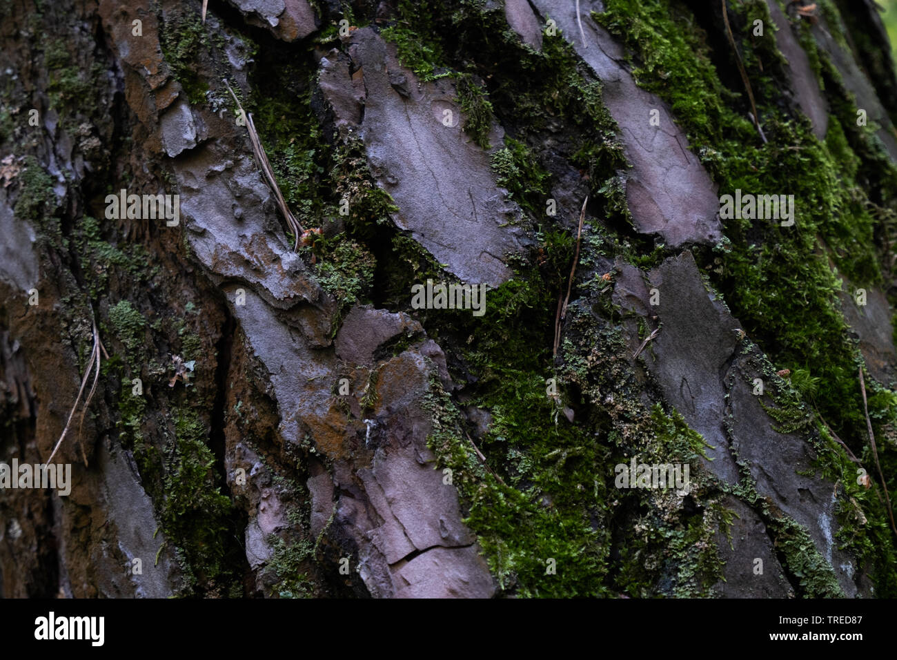 Pine with moss hi-res stock photography and images - Alamy