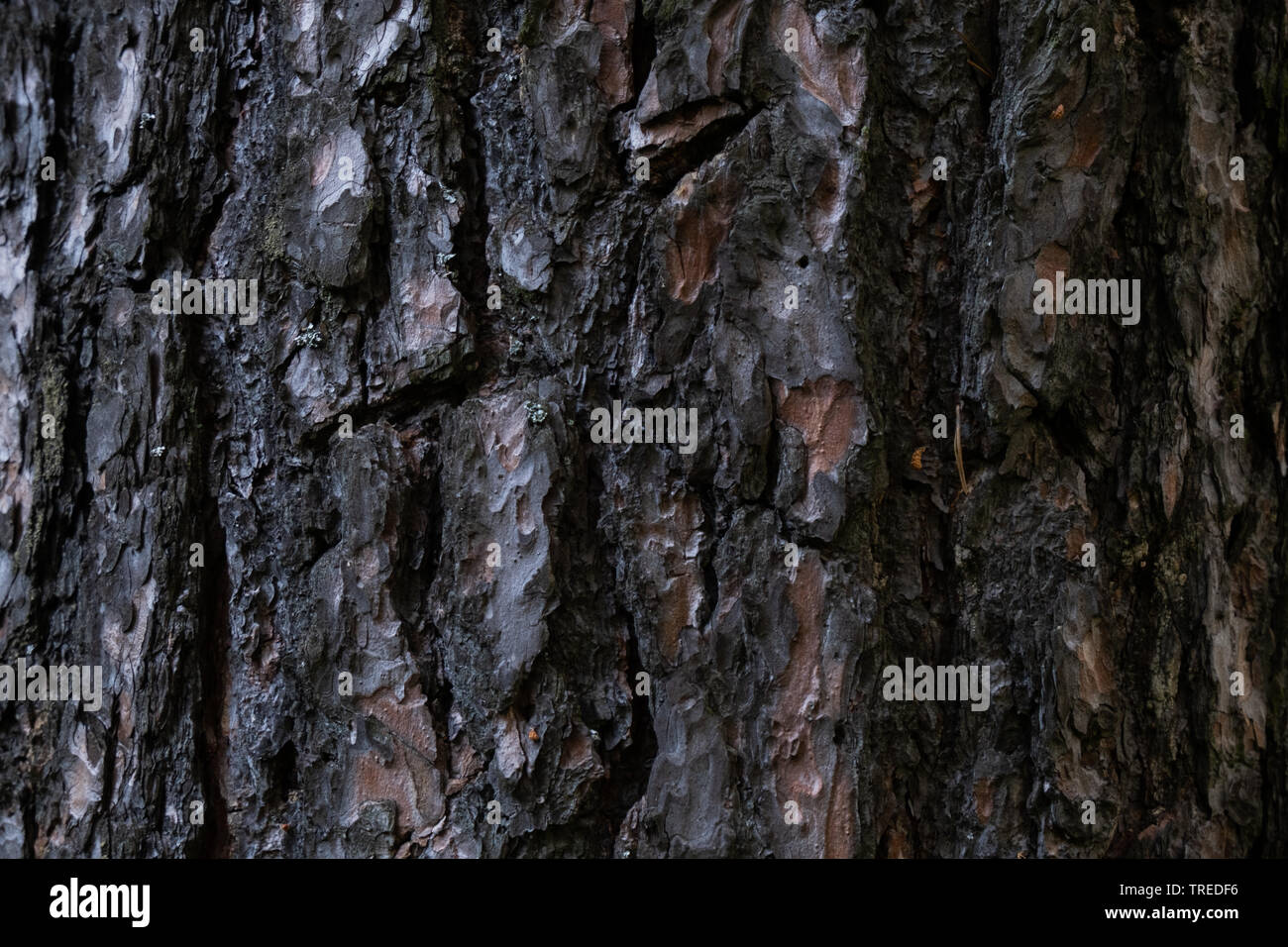 Beautiful texture in bark hi-res stock photography and images - Alamy