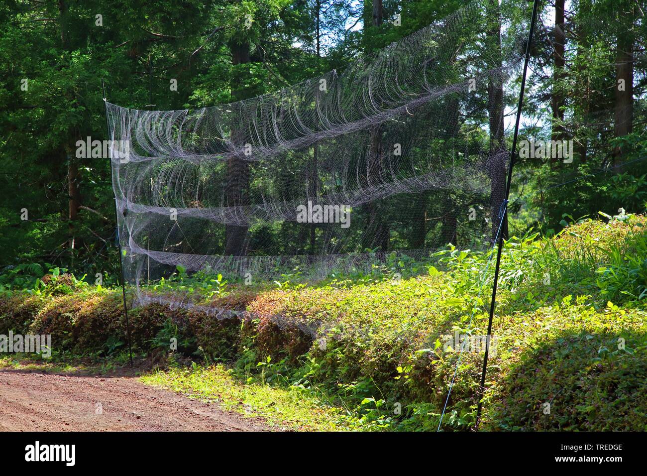 mist net to capture birds for banding, Azores, Sao Miguel Stock Photo ...