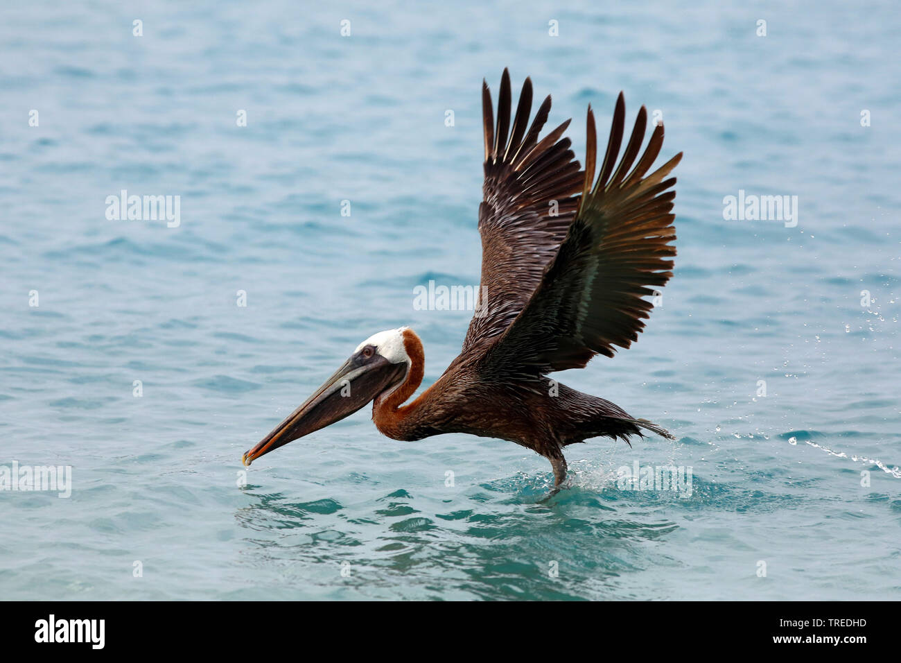 brown pelican (Pelecanus occidentalis), staring from the water, side ...