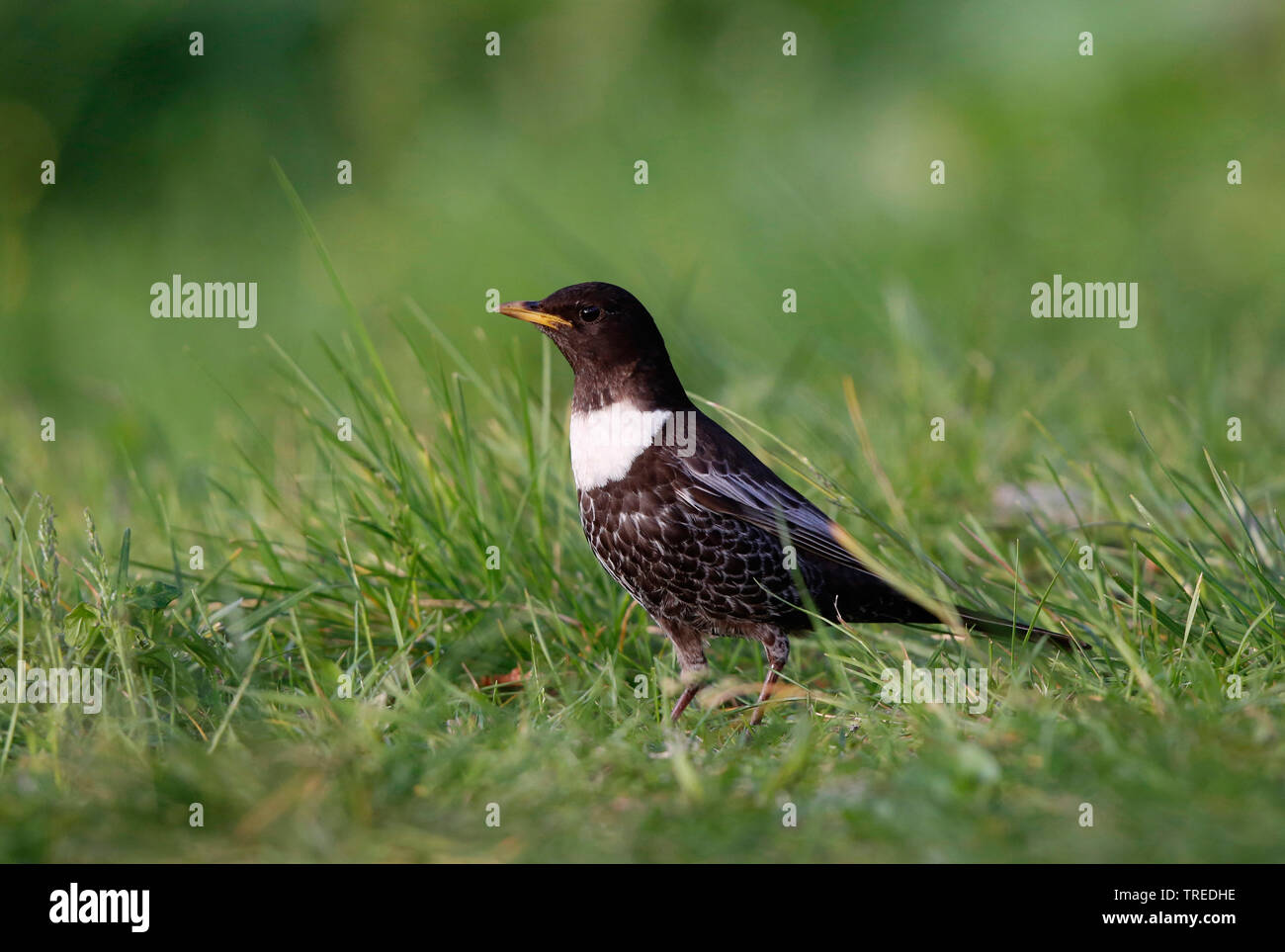 Alpine birds hi-res stock photography and images - Alamy