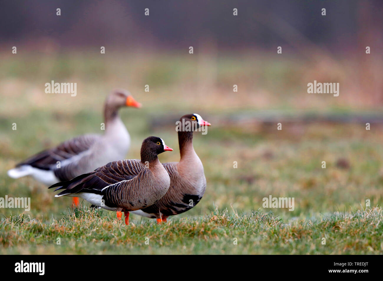lesser white-fronted goose (Anser erythropus), pair in a meadow, side ...