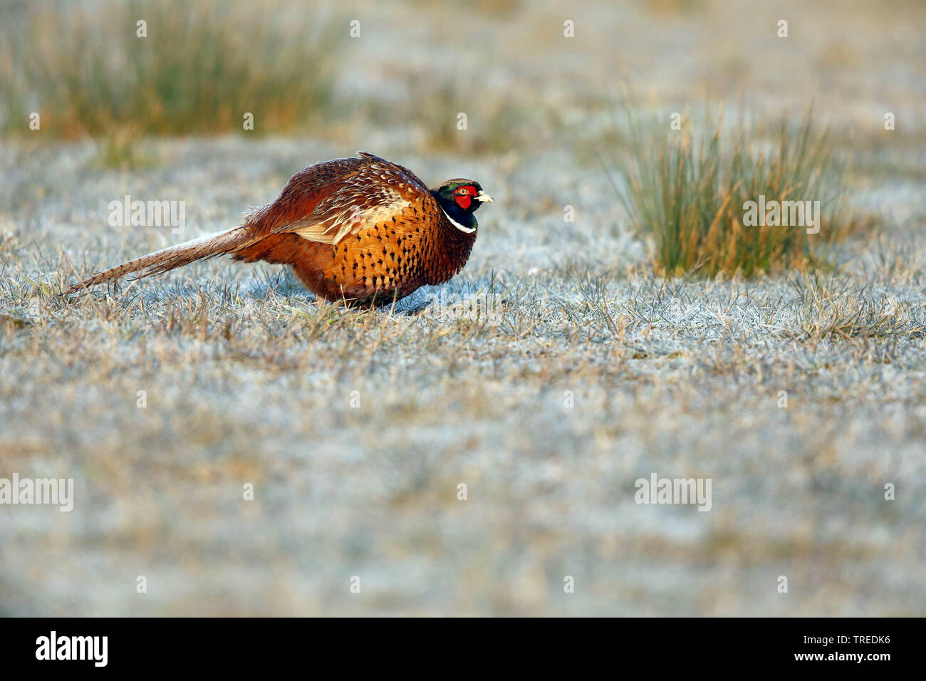 Common pheasant, Caucasus Pheasant, Caucasian Pheasant (Phasianus ...