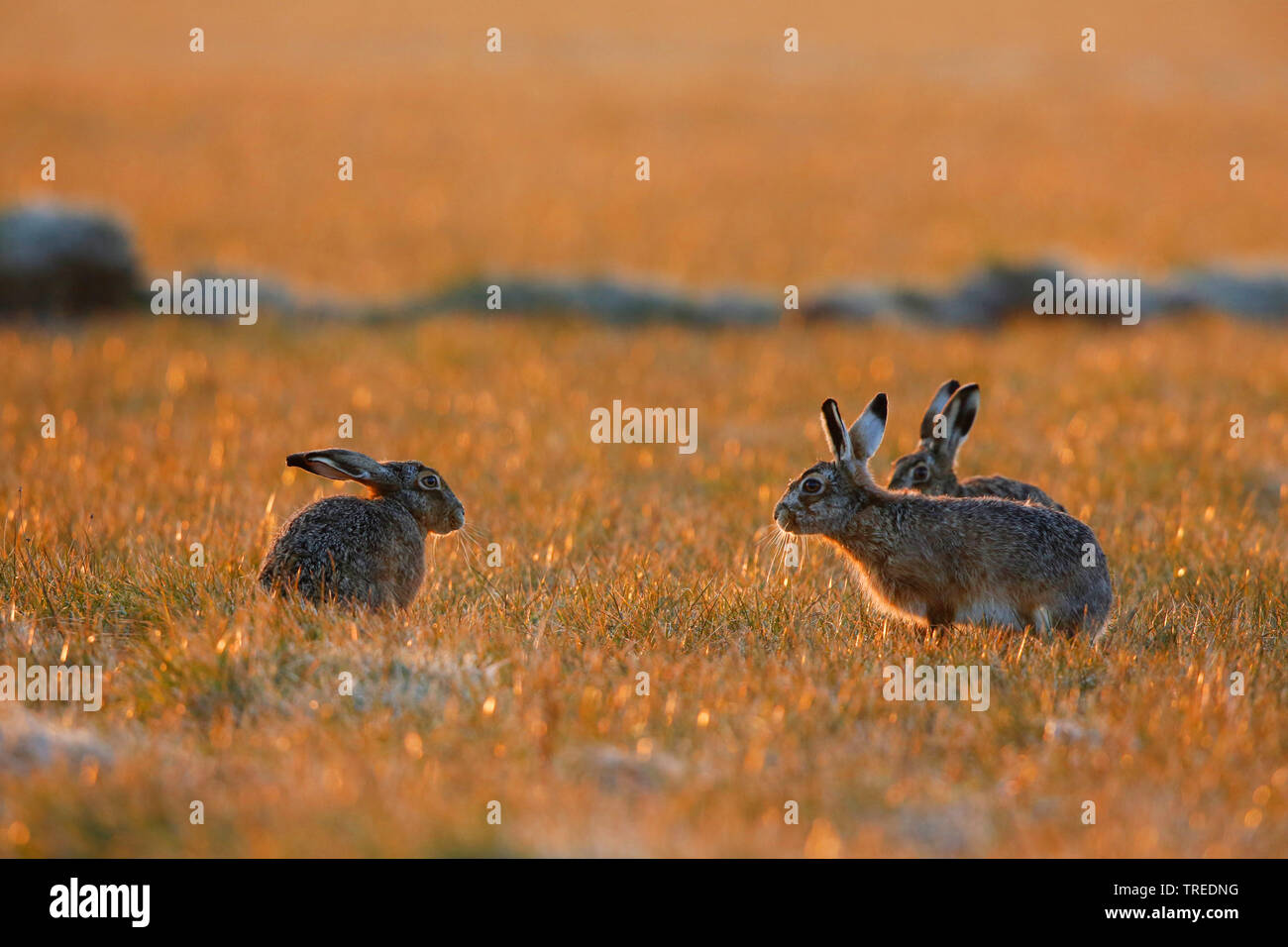 Hare Hares High Resolution Stock Photography and Images - Alamy