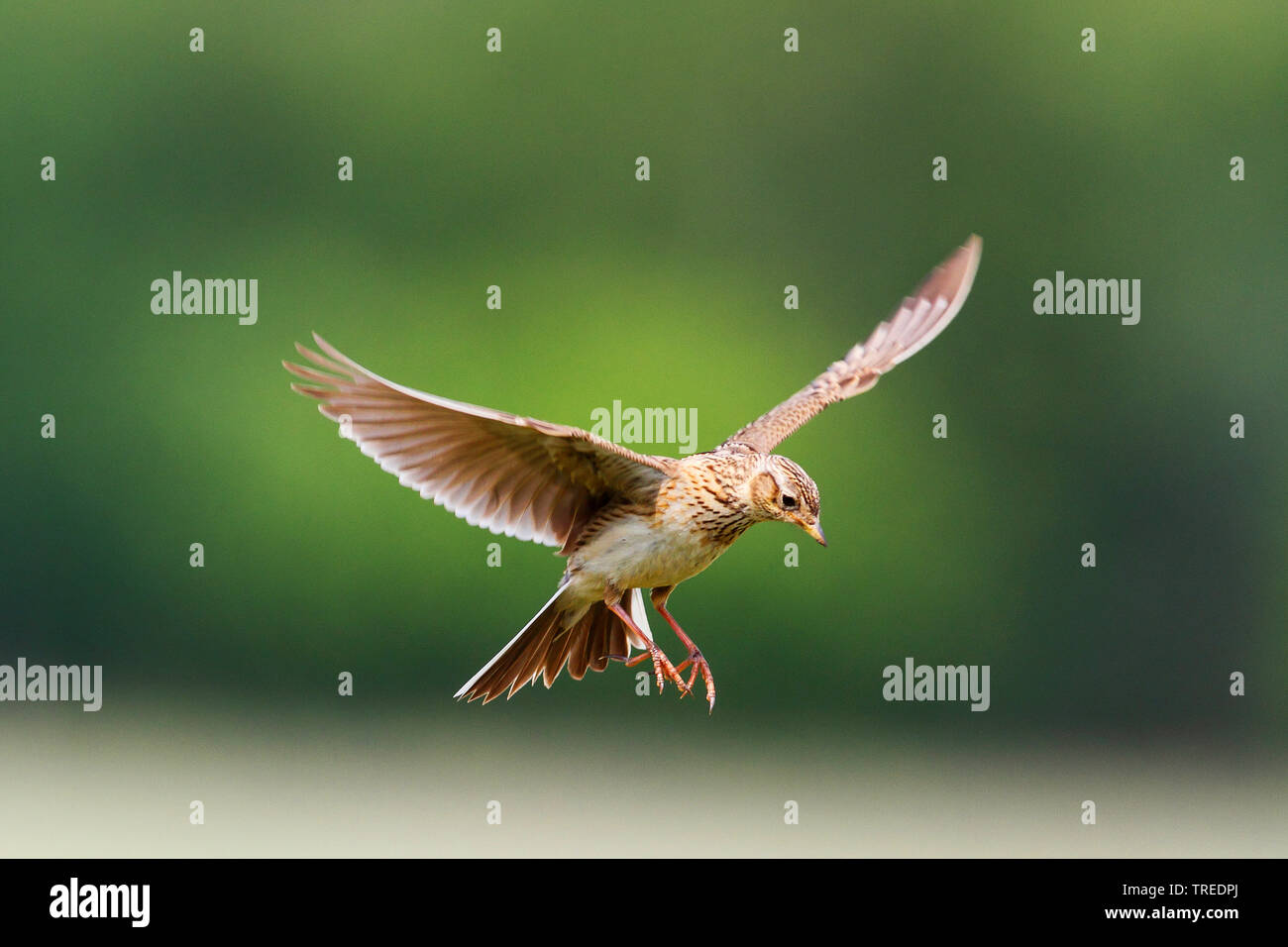 Eurasian sky lark (Alauda arvensis), in flight, Bird of the Year 2019 ...