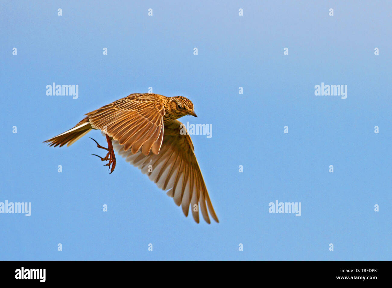 Lark bird in flight hi-res stock photography and images - Alamy