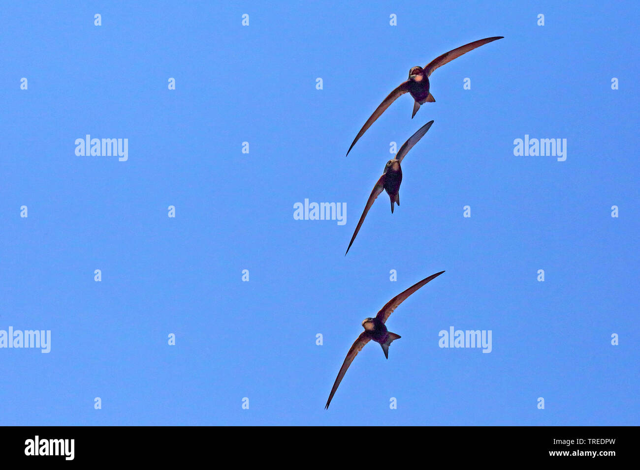 Apus apus group hi-res stock photography and images - Alamy