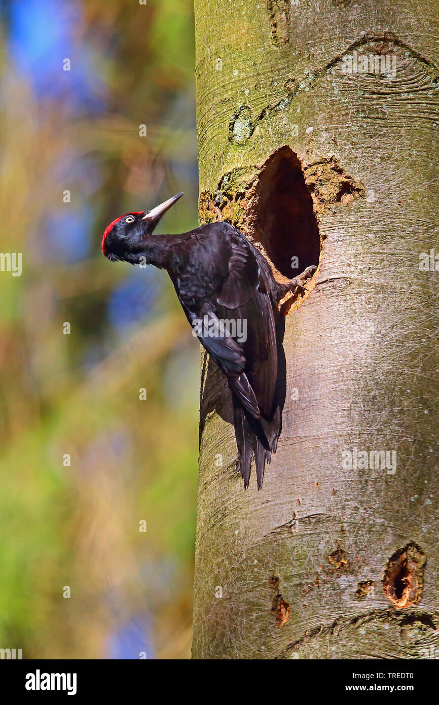 Cave bird hi-res stock photography and images - Alamy