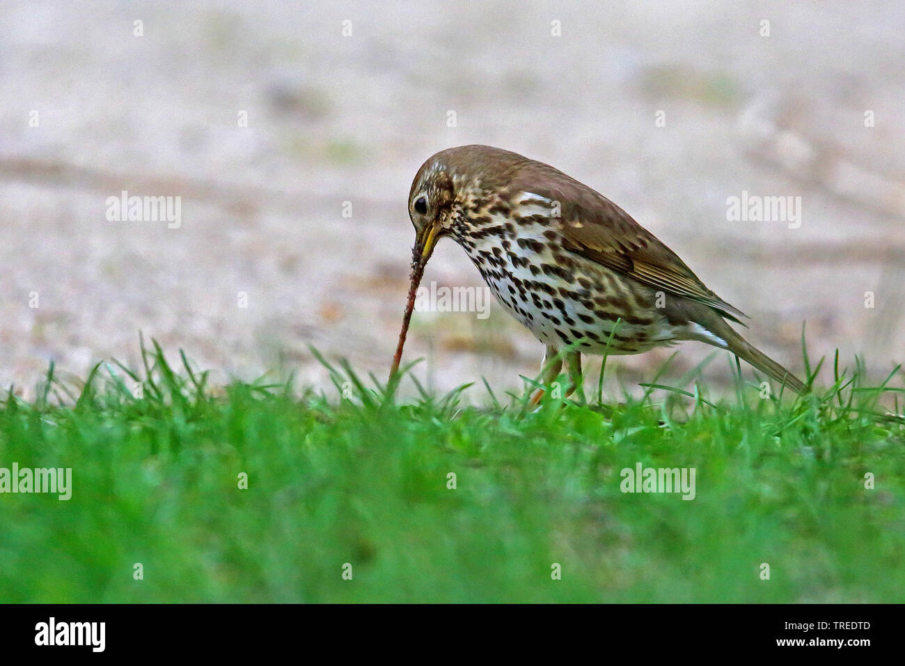 Bird pulling worm ground hi-res stock photography and images - Alamy