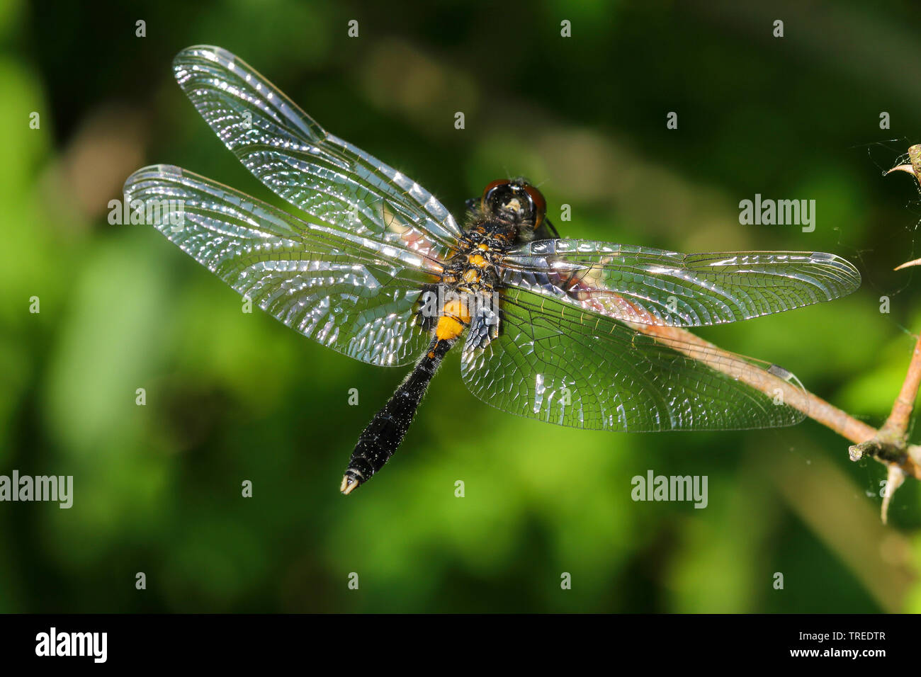 bulbous white-faced darter (Leucorrhinia caudalis), young amle, Germany ...
