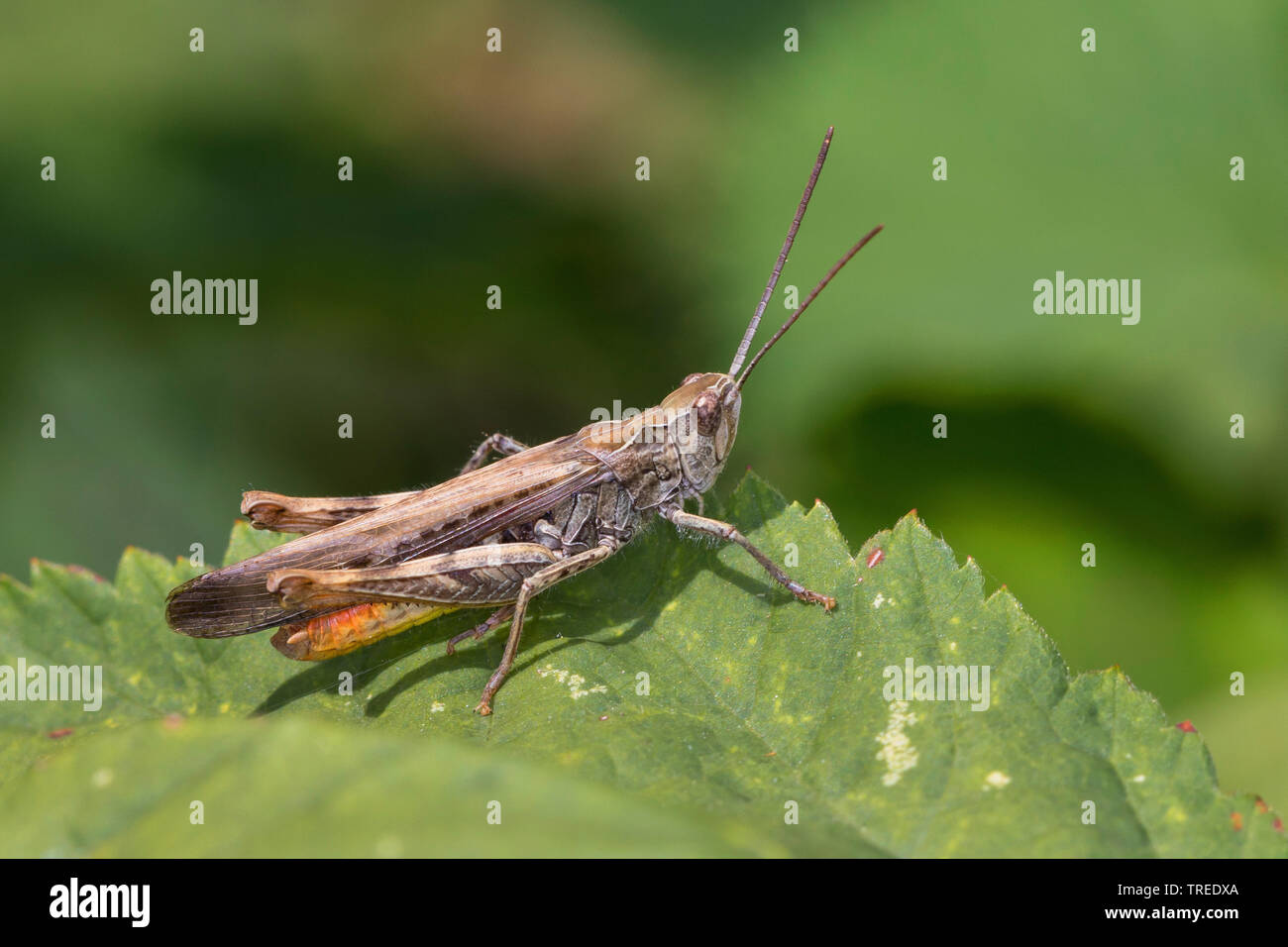 Field grasshopper, Common field grasshopper (Chorthippus brunneus ...