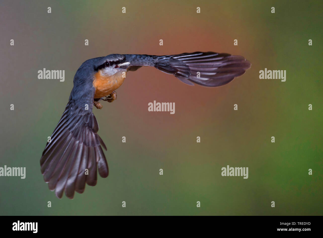 Eurasian nuthatch (Sitta europaea), in flight with fodder in its bill ...