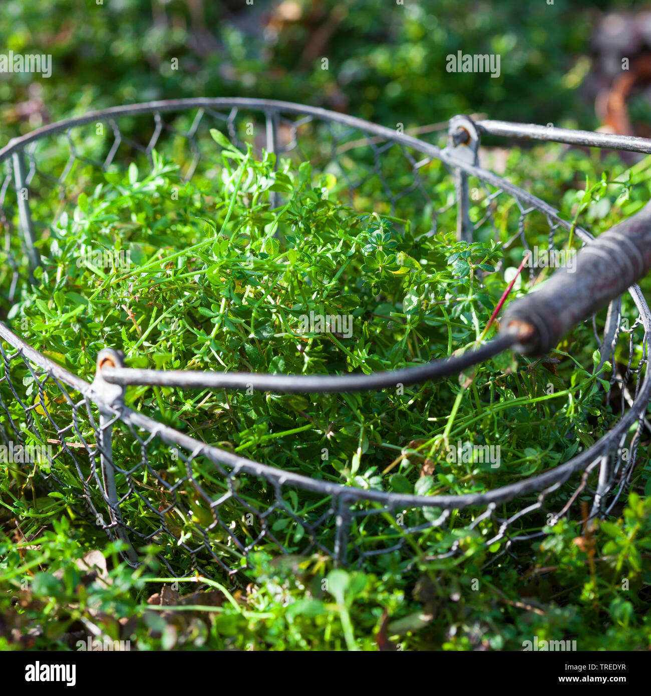 Cleavers, Goosegrass, Catchweed bedstraw (Galium aparine), young plants ...