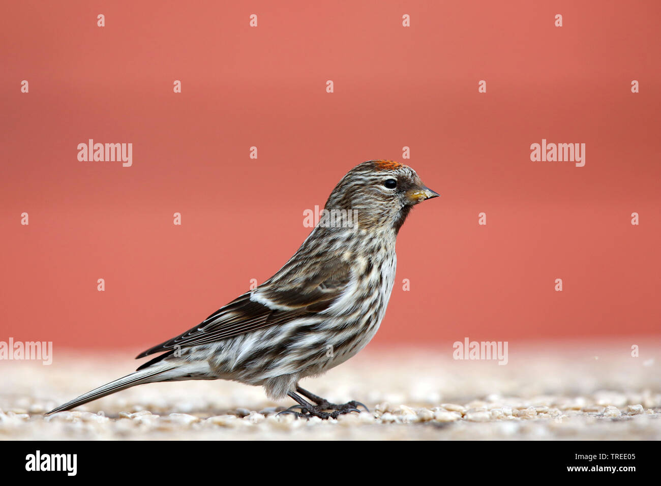 Icelandic redpoll (Carduelis flammea islandica, Acanthis flammea ...