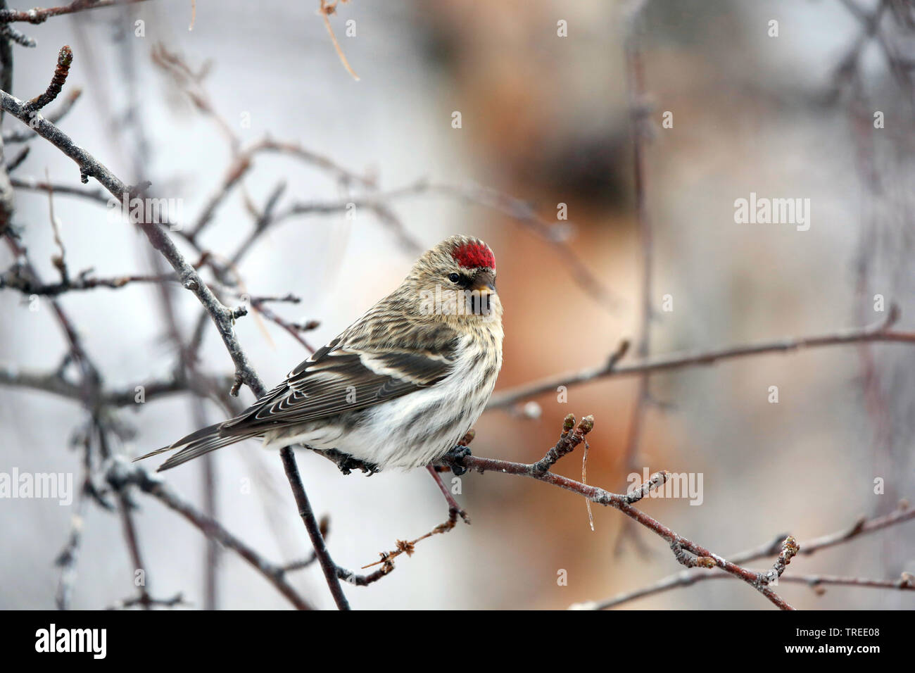 Icelandic redpoll (Carduelis flammea islandica, Acanthis flammea ...