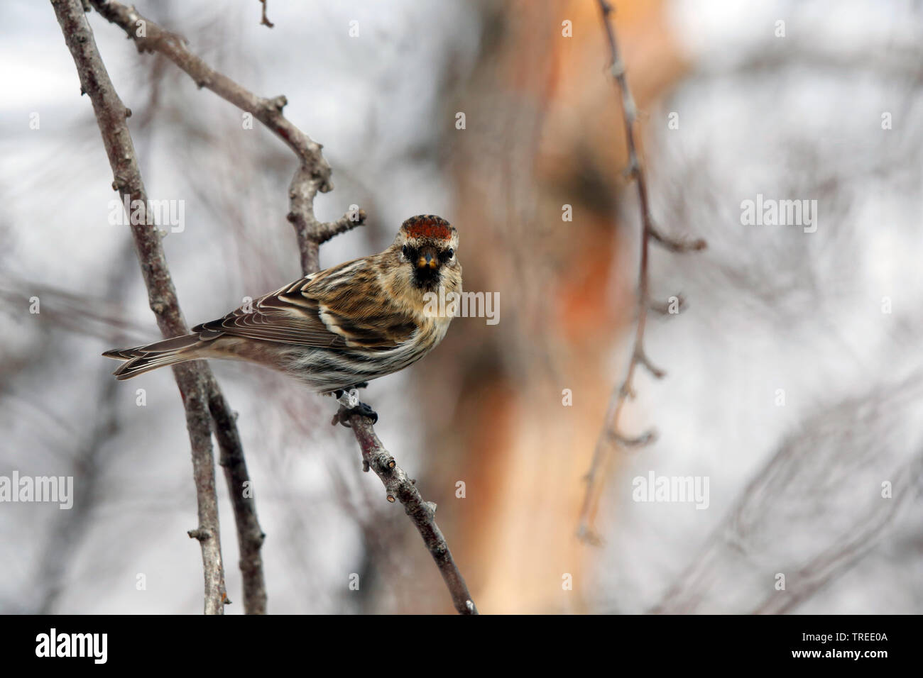Icelandic redpoll (Carduelis flammea islandica, Acanthis flammea ...