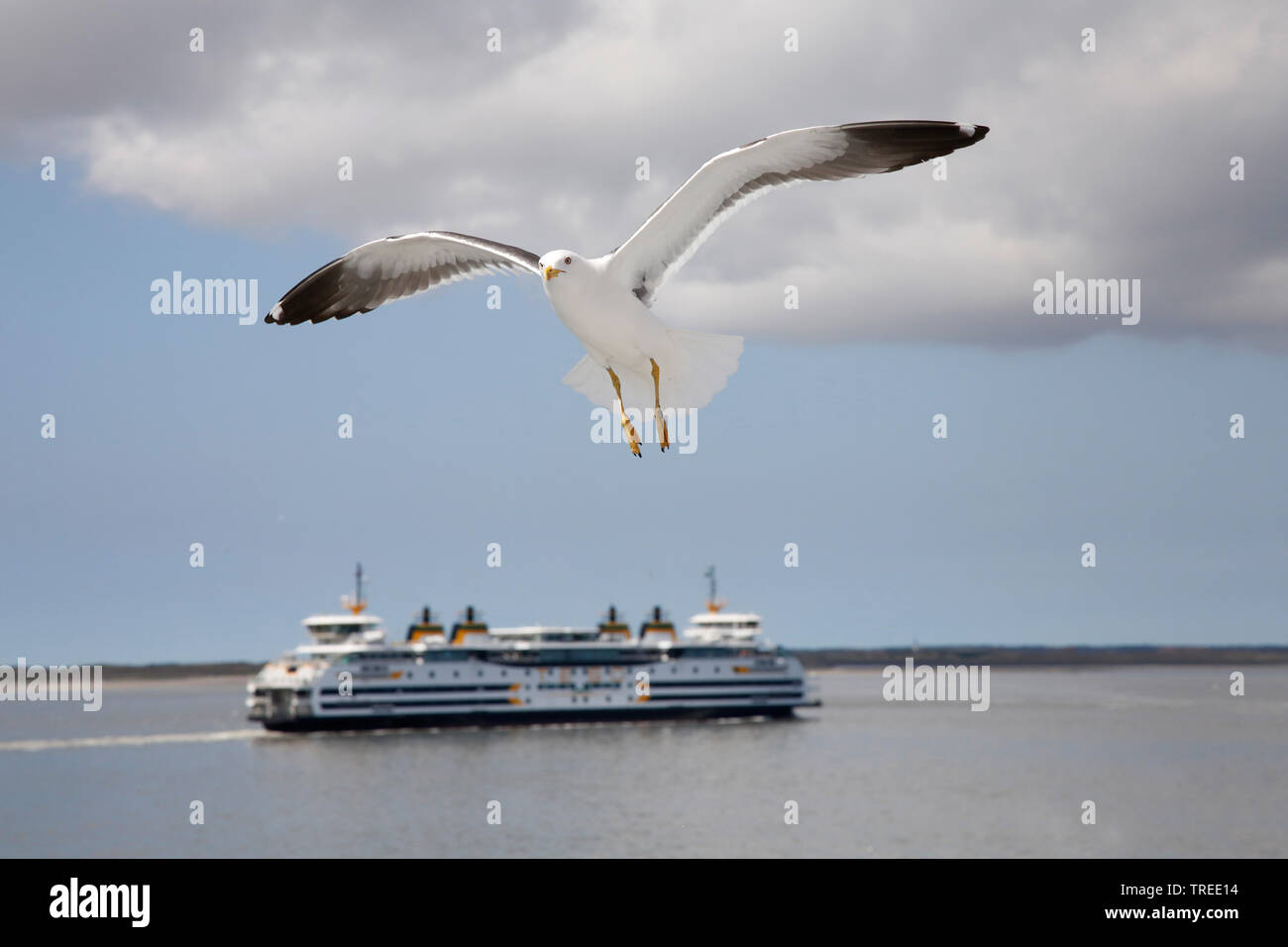 lesser black-backed gull (Larus fuscus), in flight in front of a ferry ...