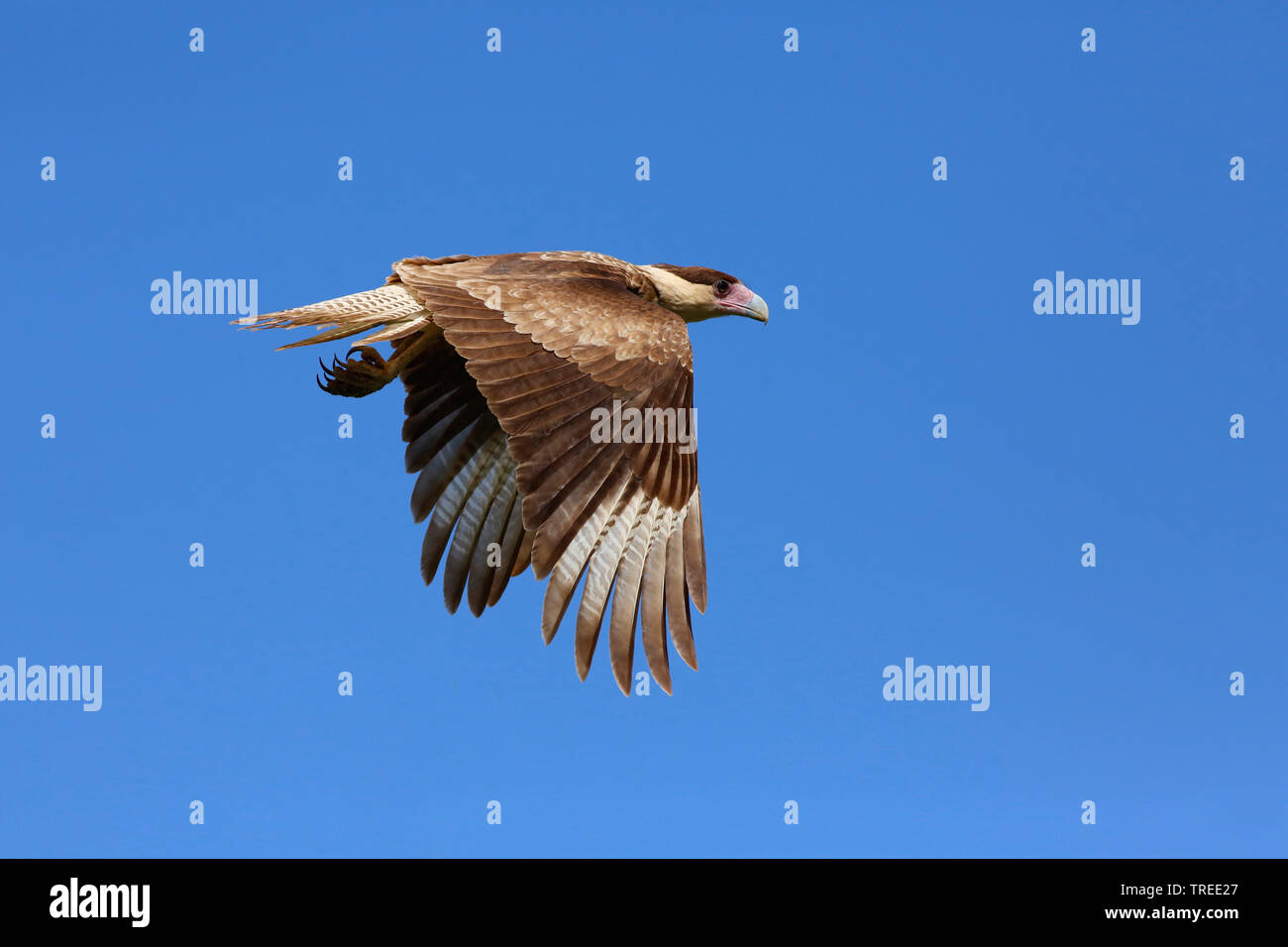 Caracaras of north america hi-res stock photography and images - Alamy