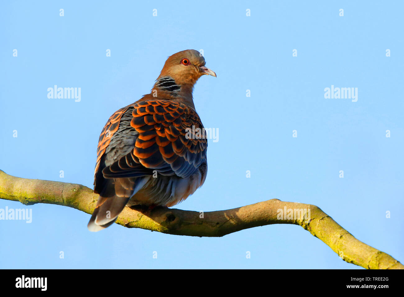 eastern turtle dove, Oriental Turtle Dove (Streptopelia orientalis), on ...