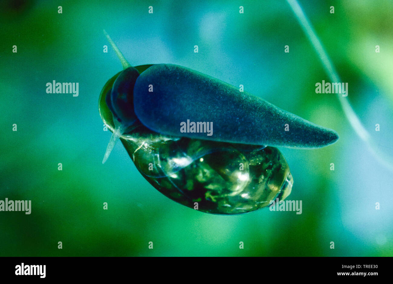 Physidae aquarium hi-res stock photography and images - Alamy