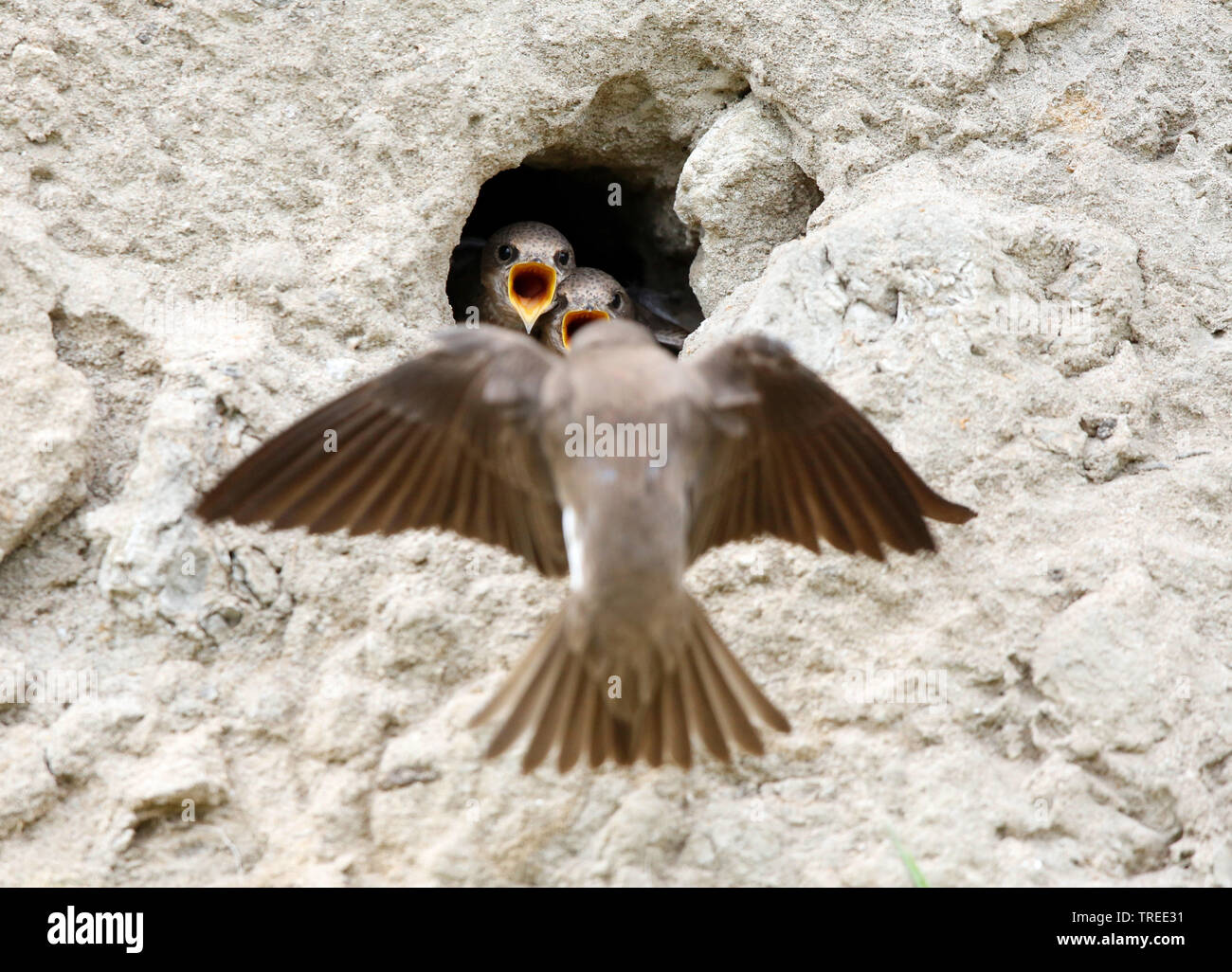 sand martin (Riparia riparia), at the breeding cave with squeakers ...