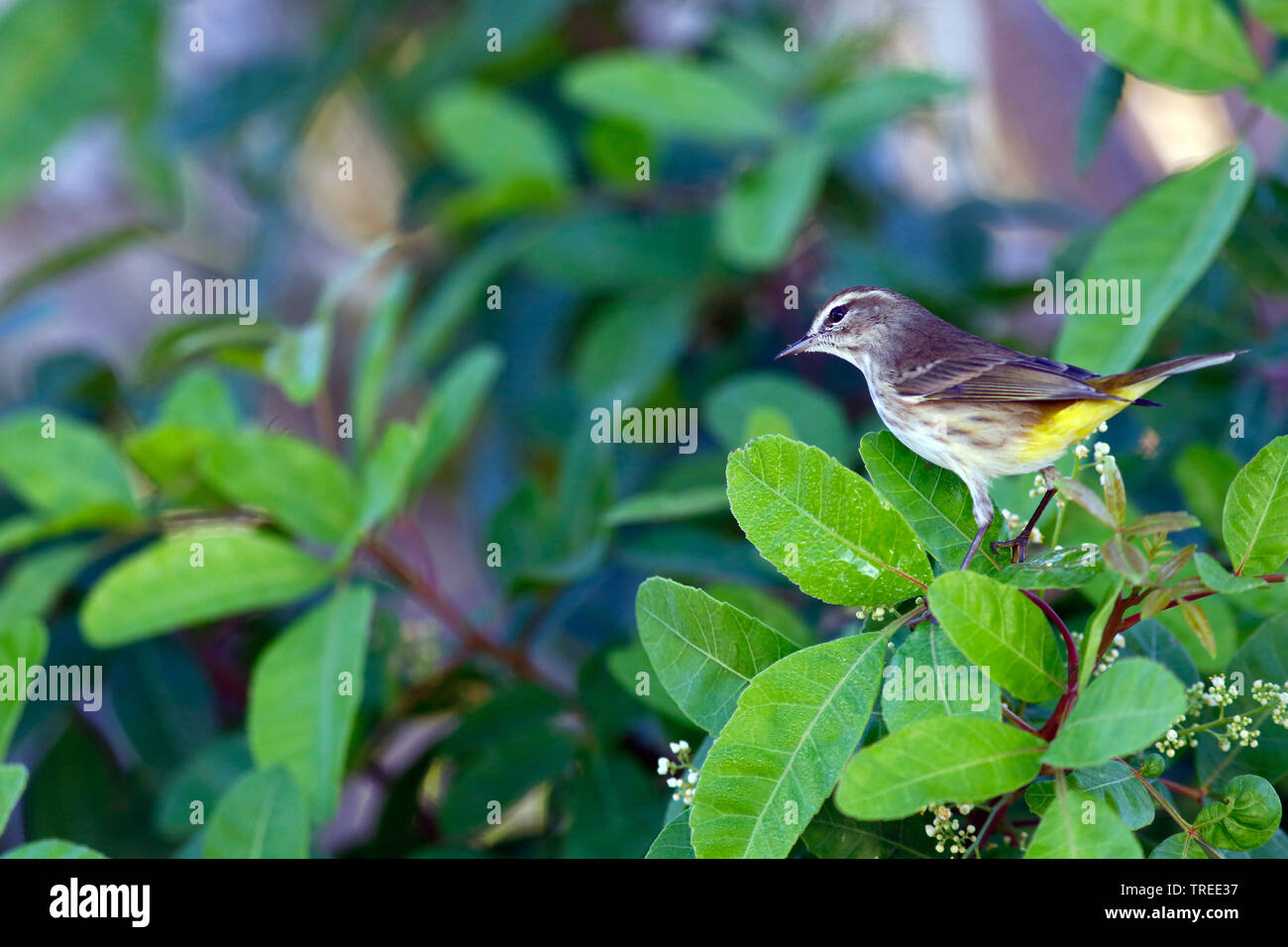 Palm warbler (Setophaga palmarum), on a tree, USA, Florida Stock Photo ...