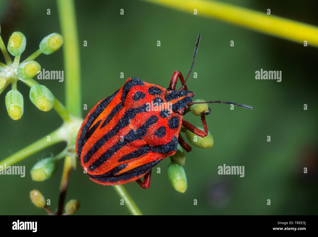 bug (Graphosoma semipunctatum), sitting at a plant, view from above ...