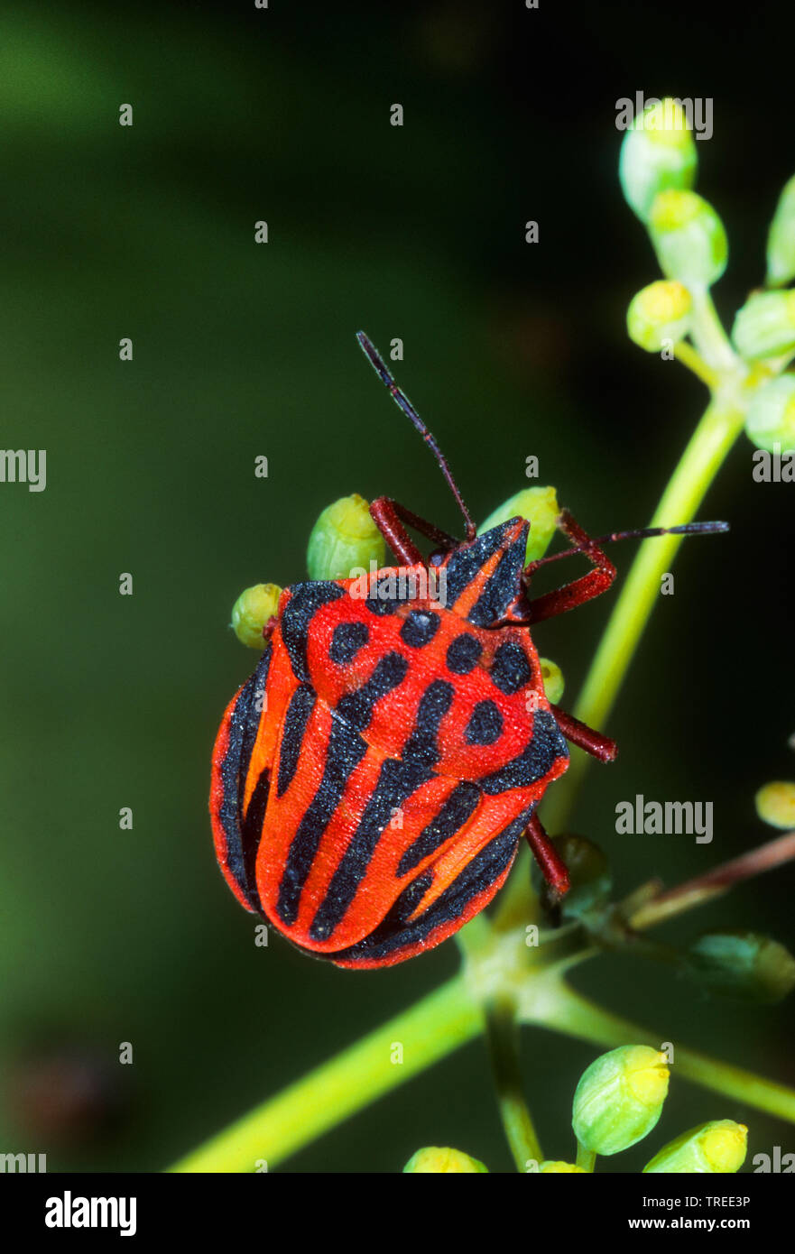 bug (Graphosoma semipunctatum), sitting at a plant, view from above ...