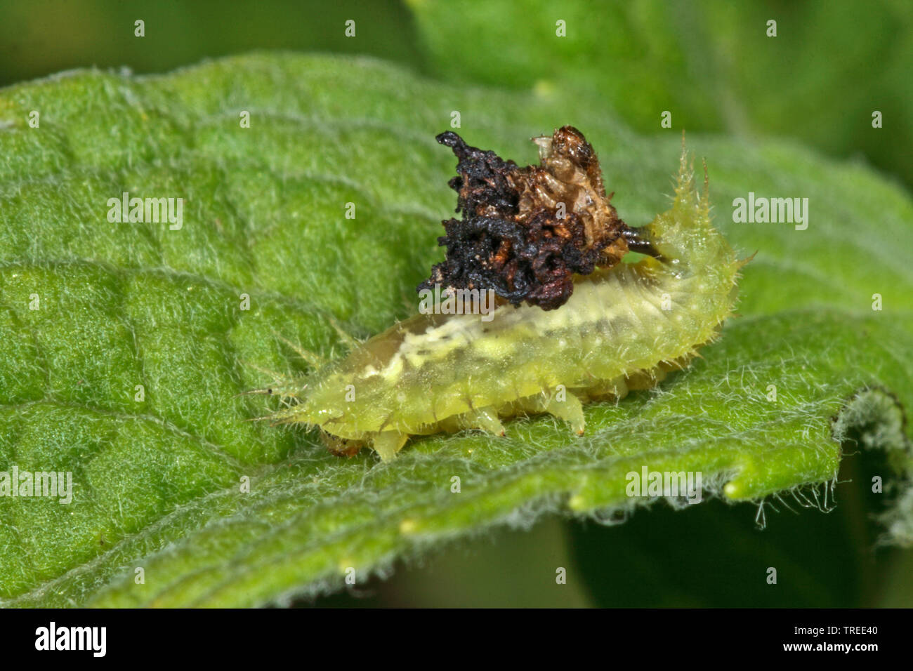 green tortoise beetle (Cassida viridis), larva, has camouflaged itself ...