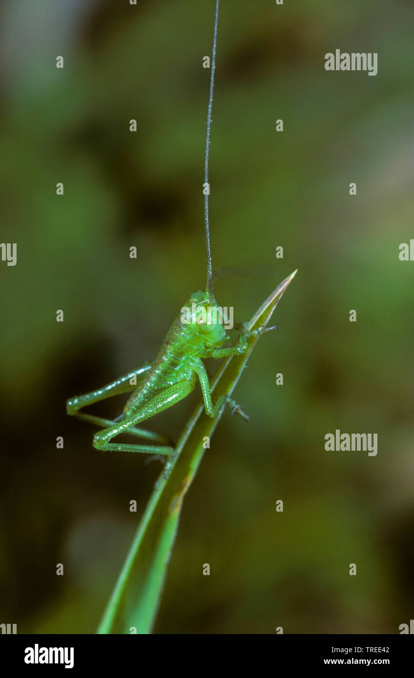 Great Green Bush-Cricket, Green Bush-Cricket (Tettigonia viridissima ...