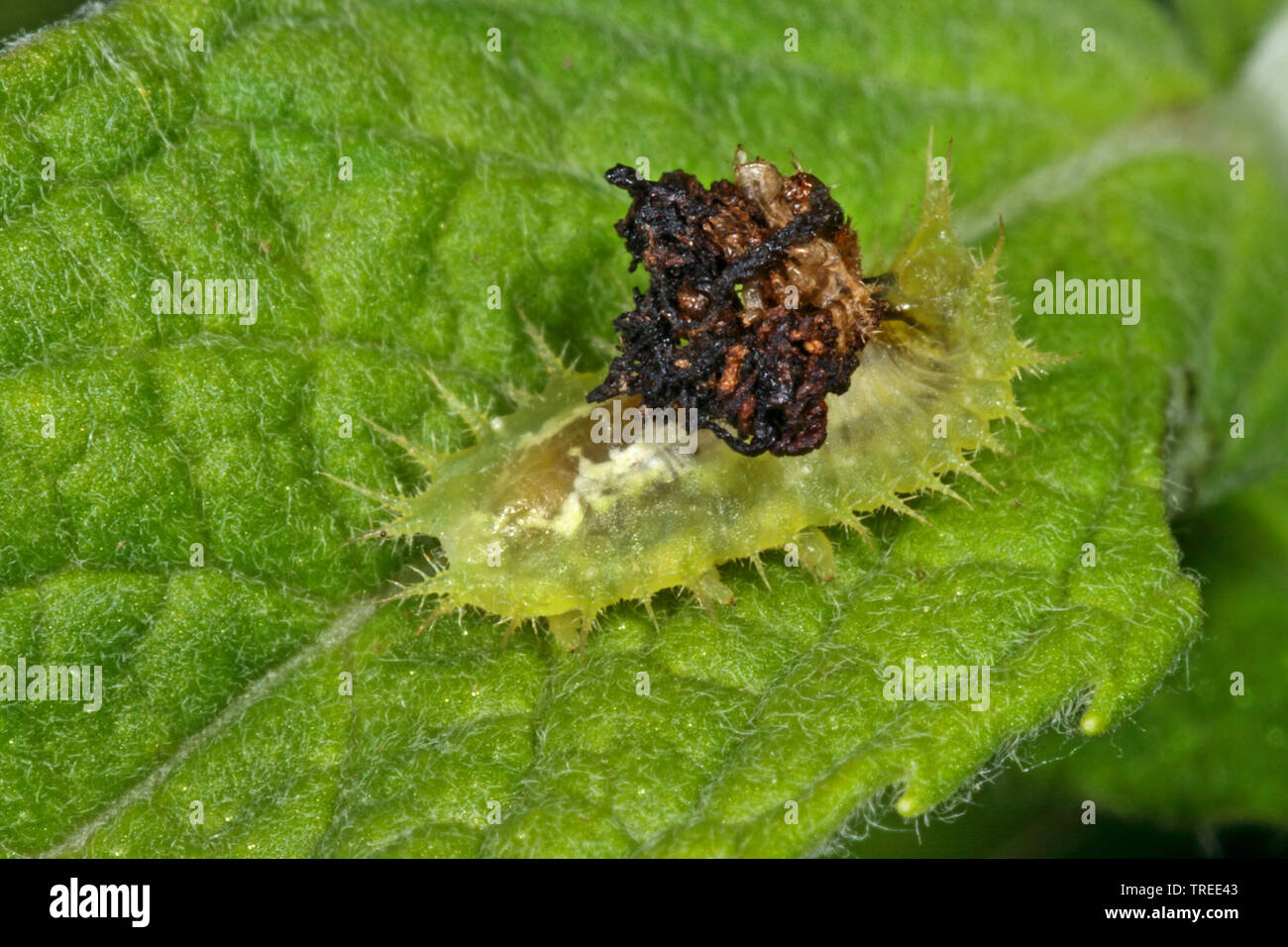 green tortoise beetle (Cassida viridis), larva, has camouflaged itself ...