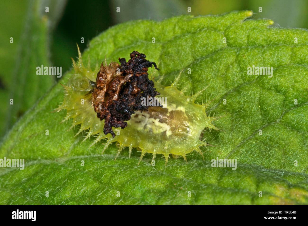 Tortoise beetle hi-res stock photography and images - Alamy