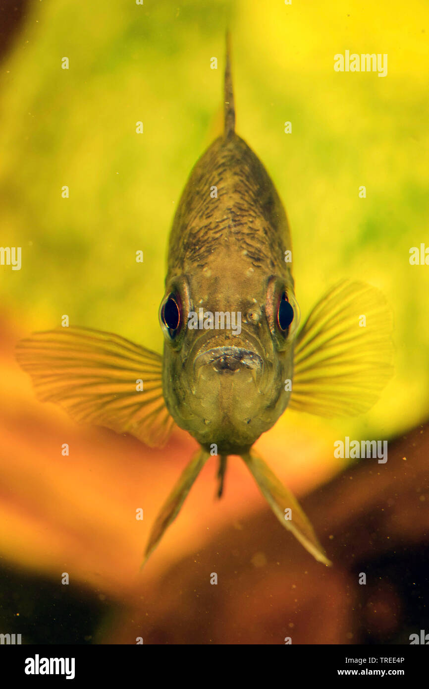 Crappie Fishing Wallpaper