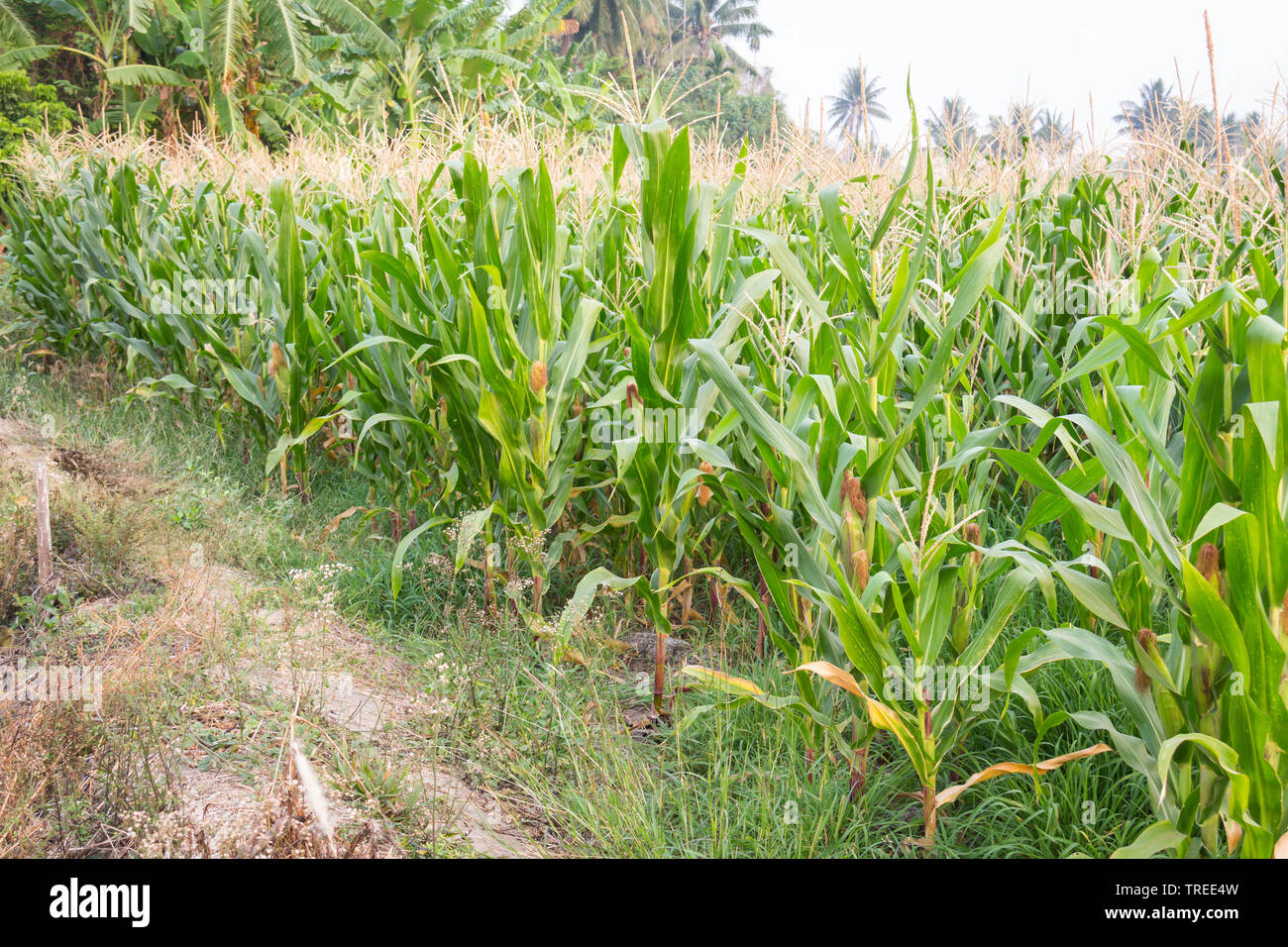 Sweet corn in the garden Stock Photo - Alamy