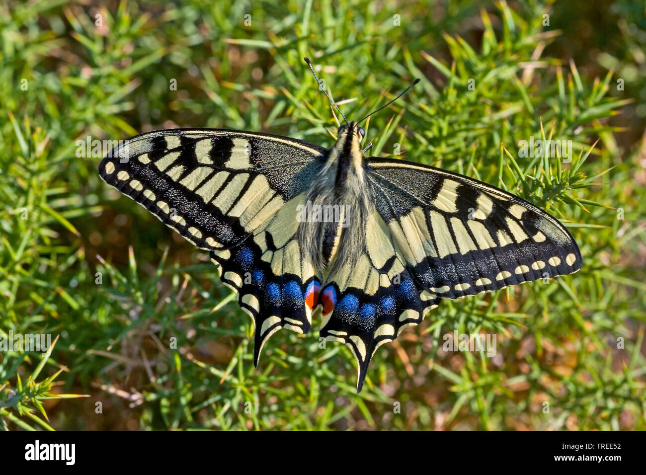 Old World Swallowtail, common yellow swallowtail (Papilio machaon), sitting at an euphorbia ...