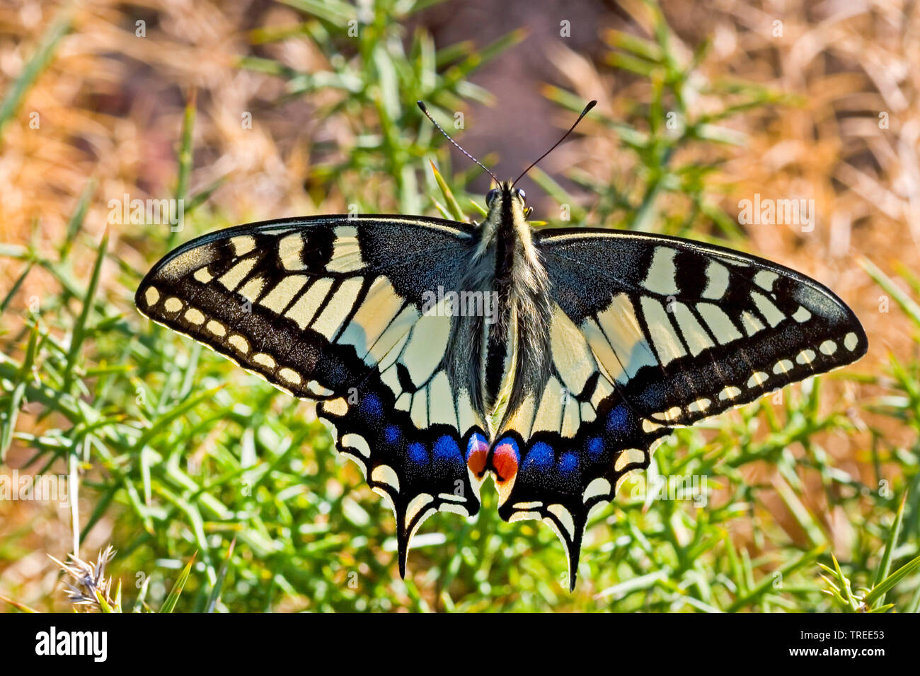 Old World Swallowtail, common yellow swallowtail (Papilio machaon), sitting at an euphorbia ...