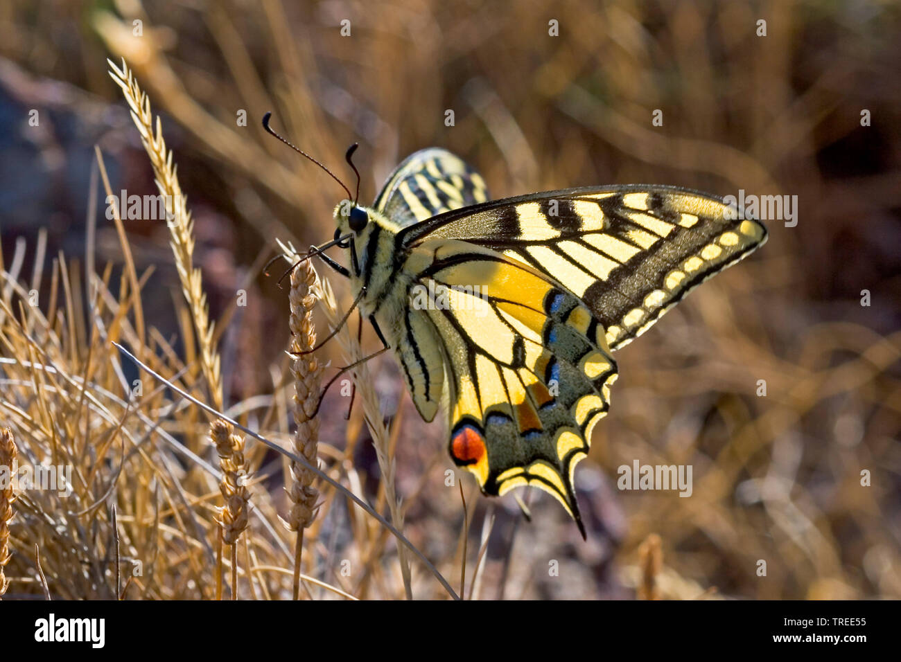 Old World Swallowtail, common yellow swallowtail (Papilio machaon), sitting at a grain ear, side ...