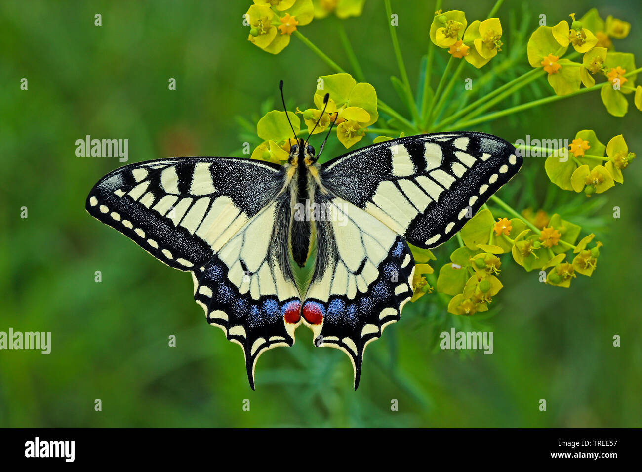 Old World Swallowtail, common yellow swallowtail (Papilio machaon), sitting at an euphorbia ...
