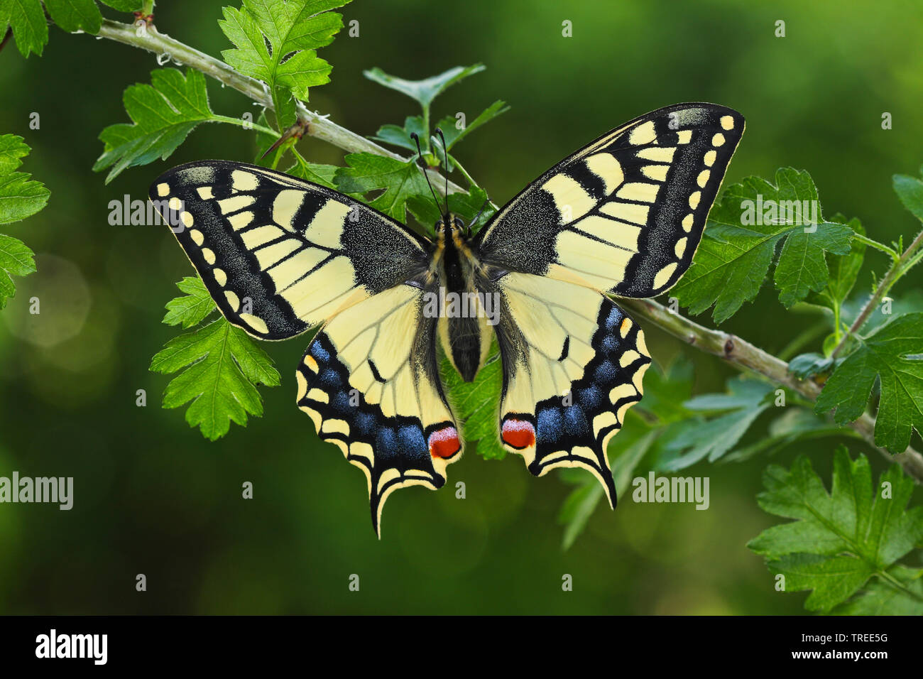 Old World Swallowtail, common yellow swallowtail (Papilio machaon), sitting at a shrub, view ...