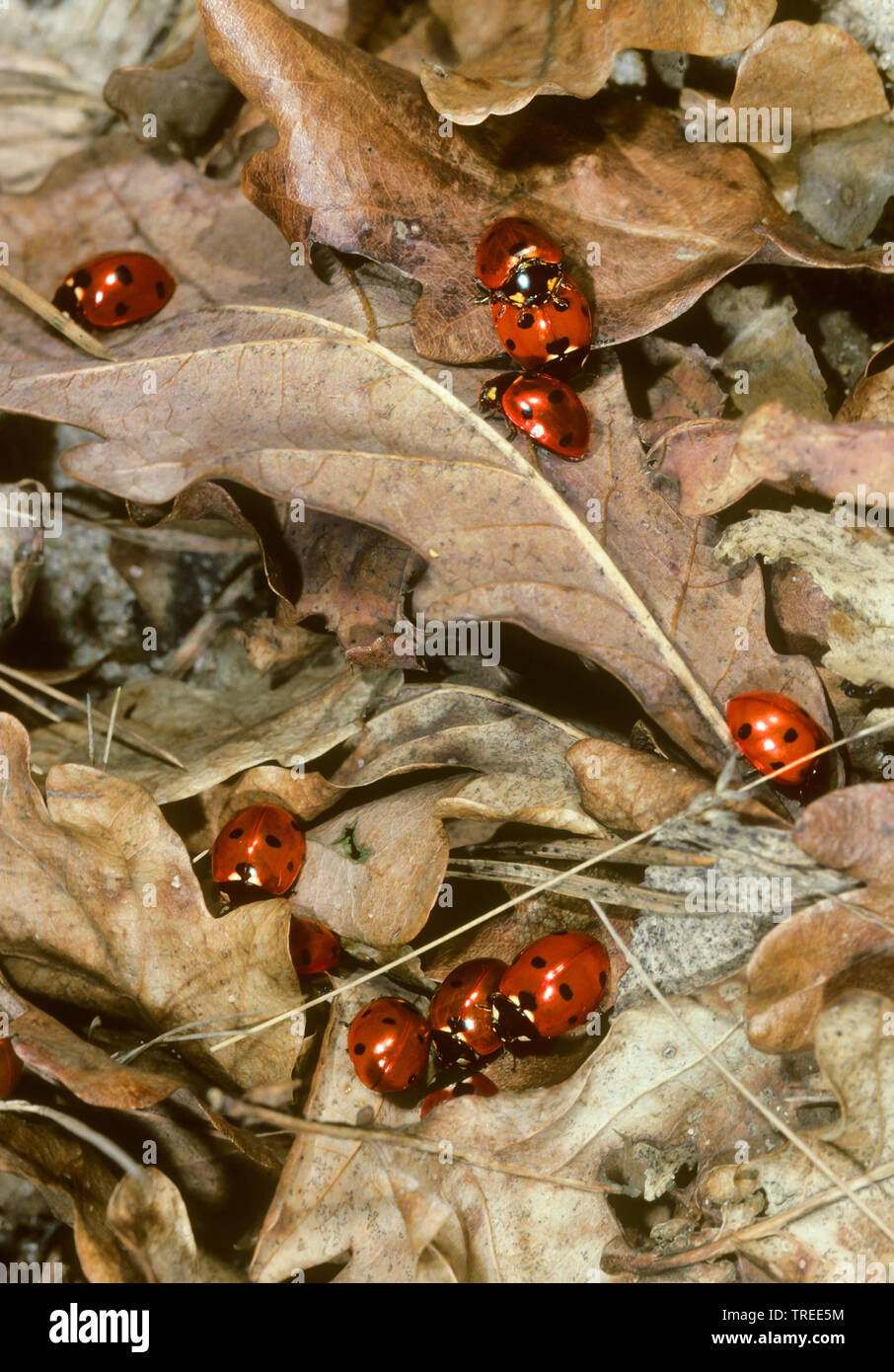 Lucky number 7 hi-res stock photography and images - Alamy