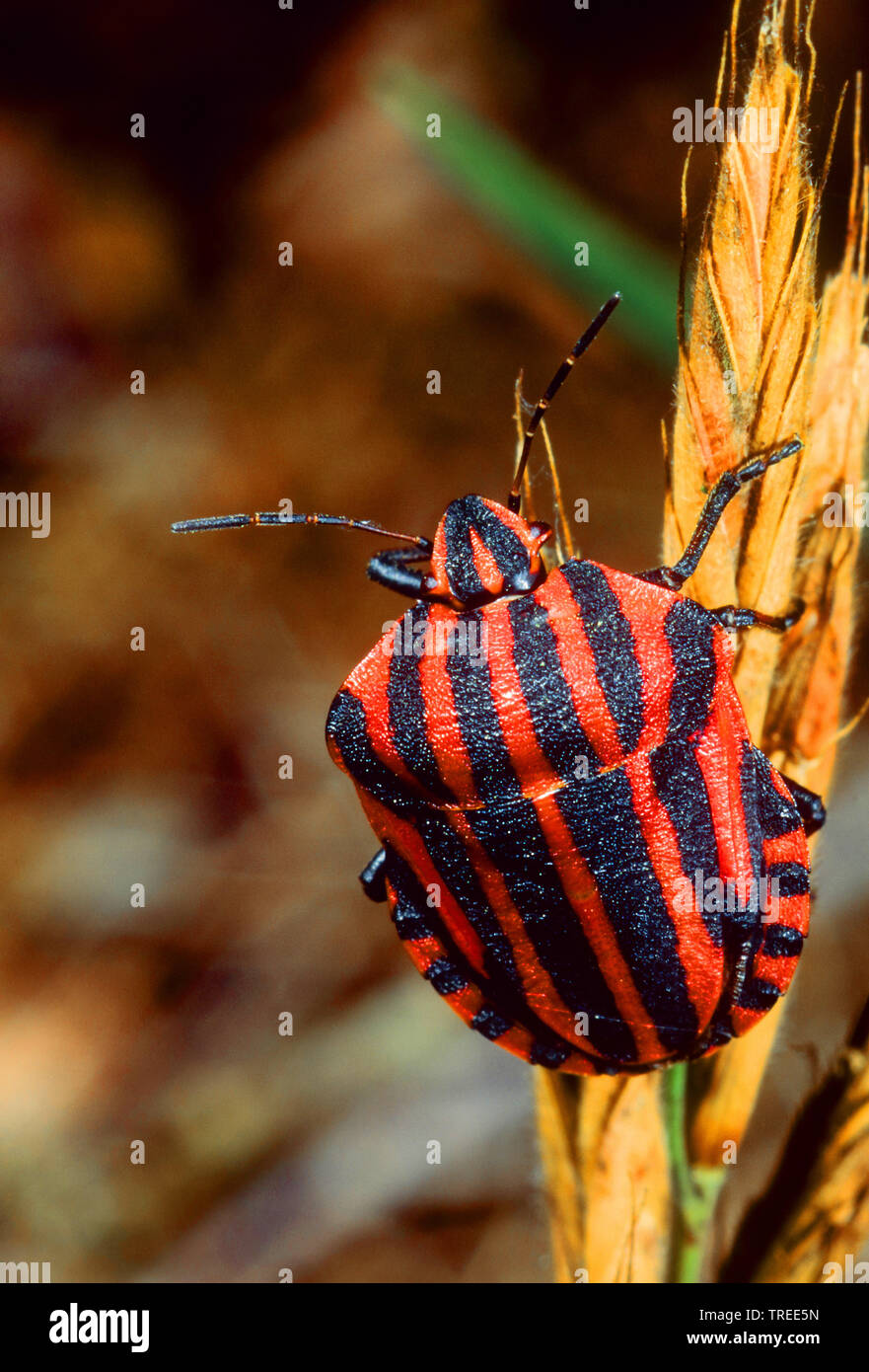 Striped ears hi-res stock photography and images - Alamy